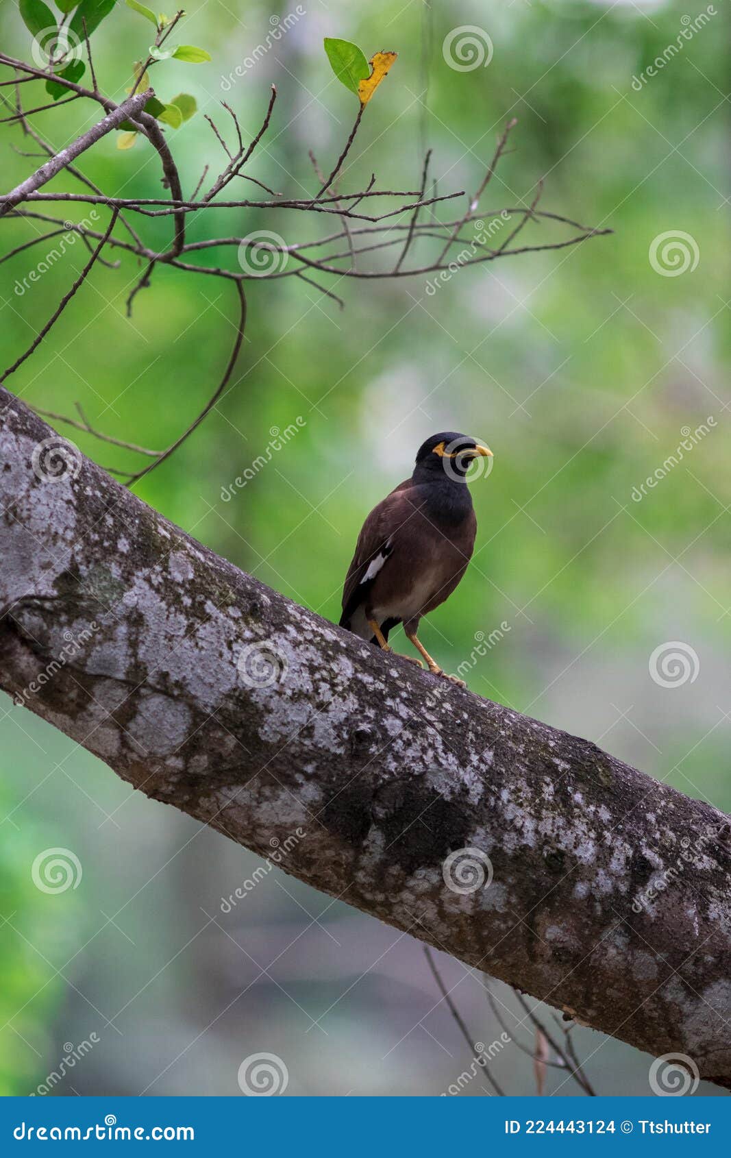 Common Myna stock photo. Image of environment, asia - 224443124