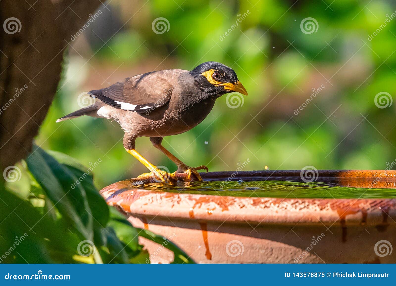 A Common Myna Spitting Out Water while Perching on a Bowl Stock Image ...
