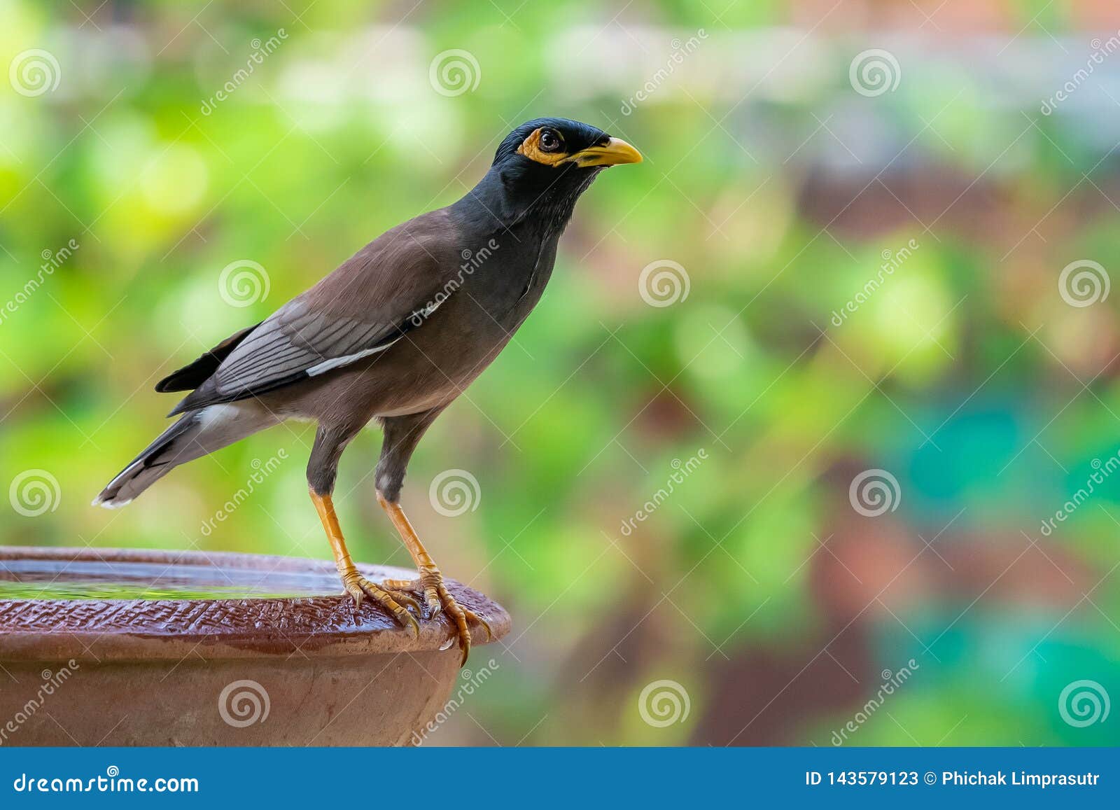 A Common Myna Spitting Out Water while Perching on a Bowl Stock Image ...