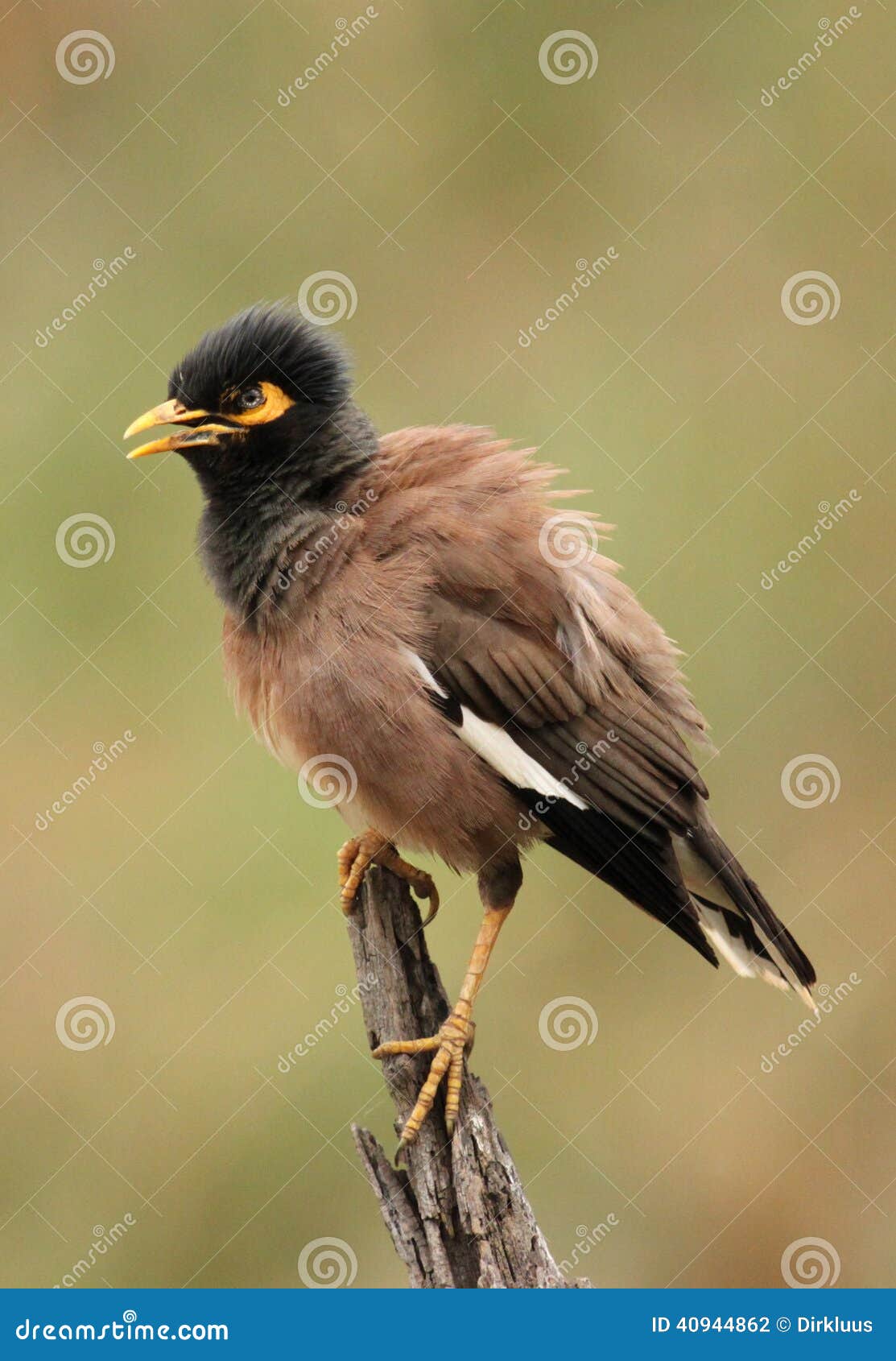 Common Myna stock photo. Image of yellow, brown, acridotheres - 40944862