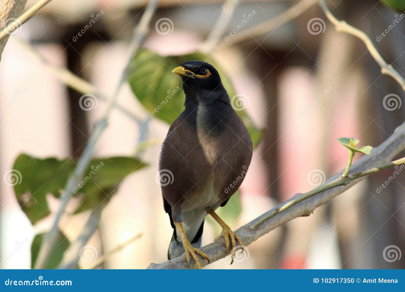 A common myna stock photo. Image of black, animal, myna - 102917350