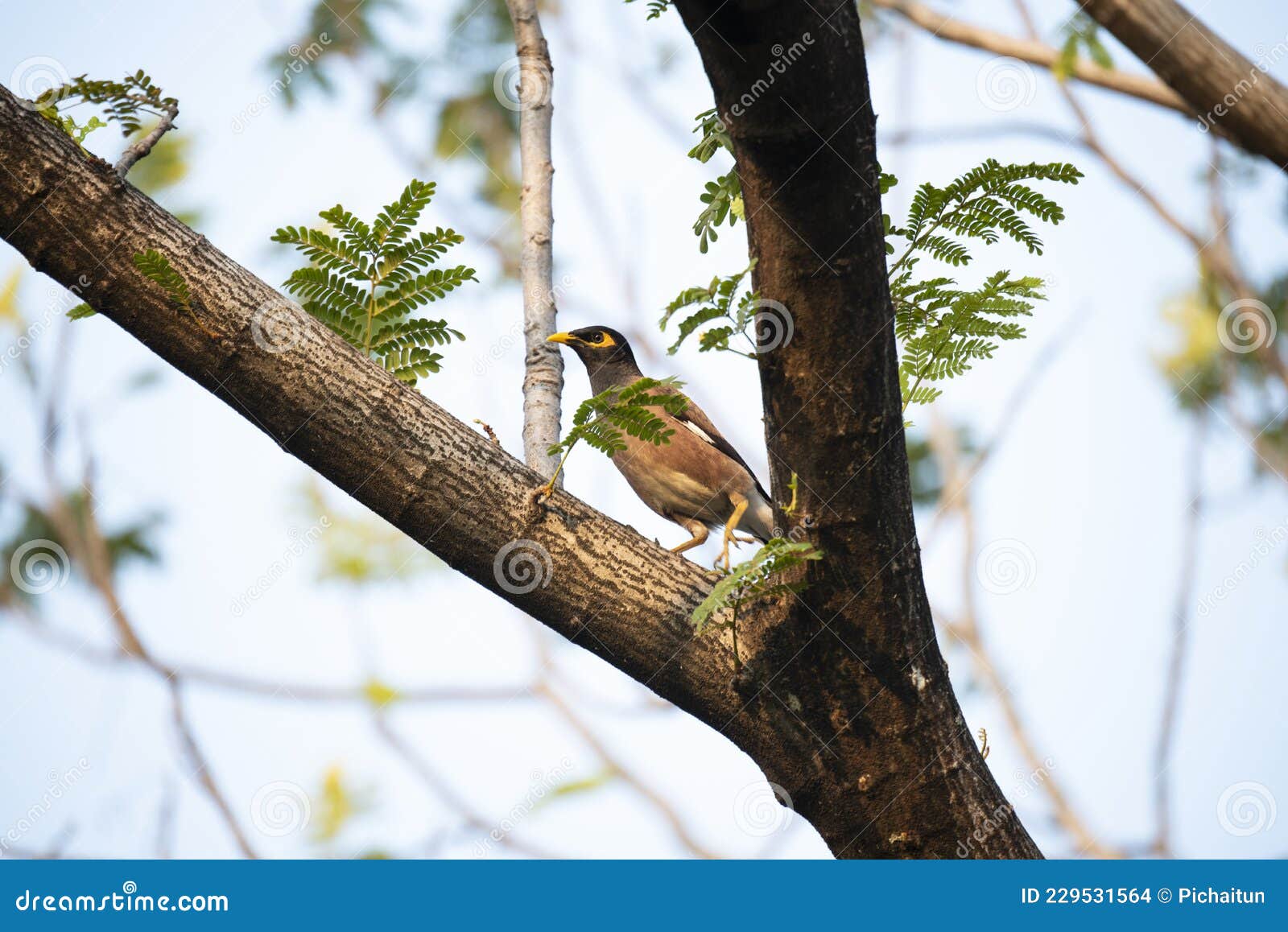 Common myna stock photo. Image of head, black, omnivorous - 229531564