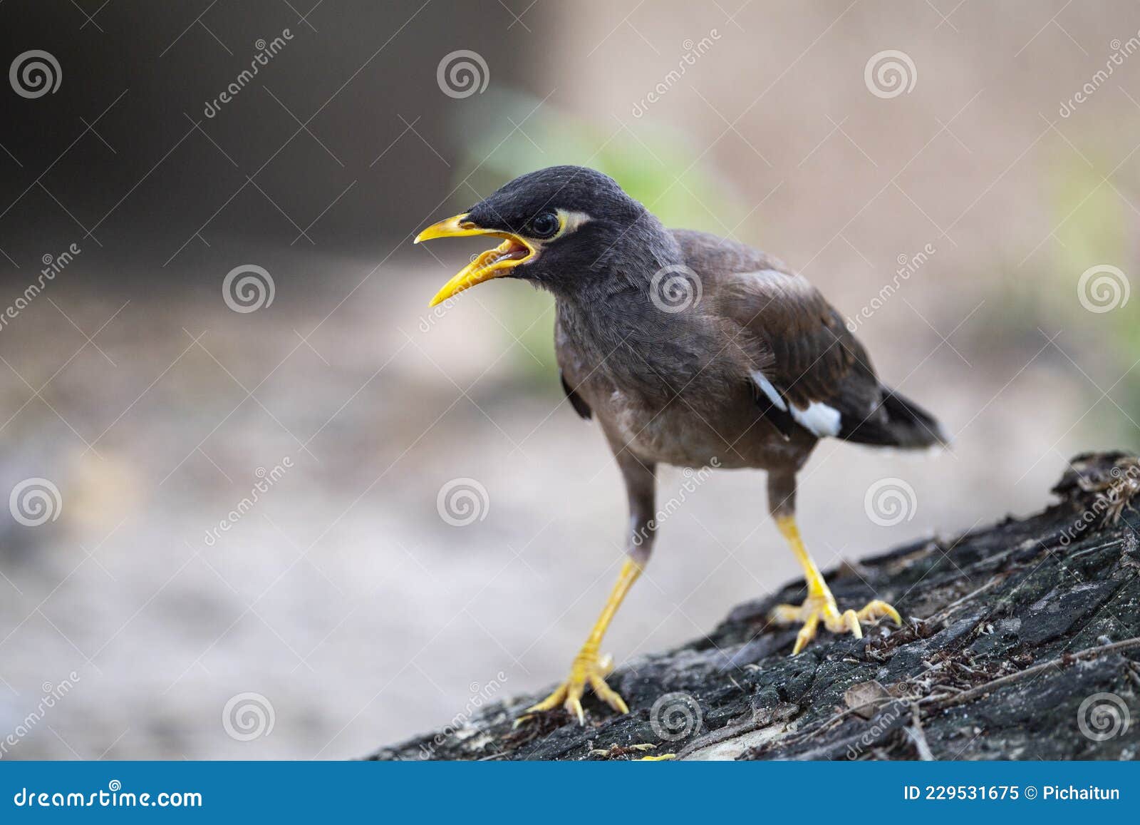 Common Myna in action stock image. Image of acridotheres - 229531675