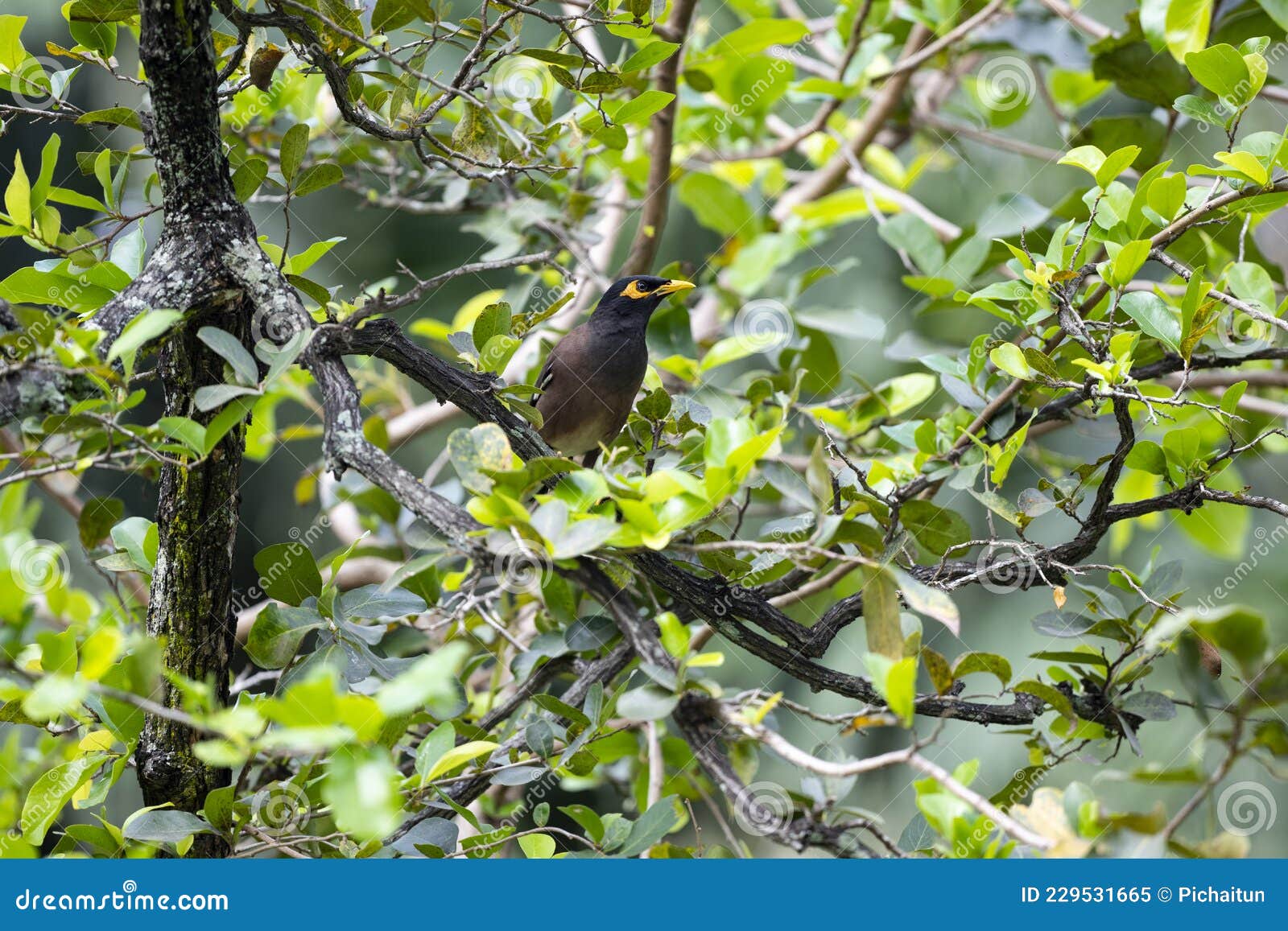 Common Myna on a tree stock image. Image of acridotheres - 229531665