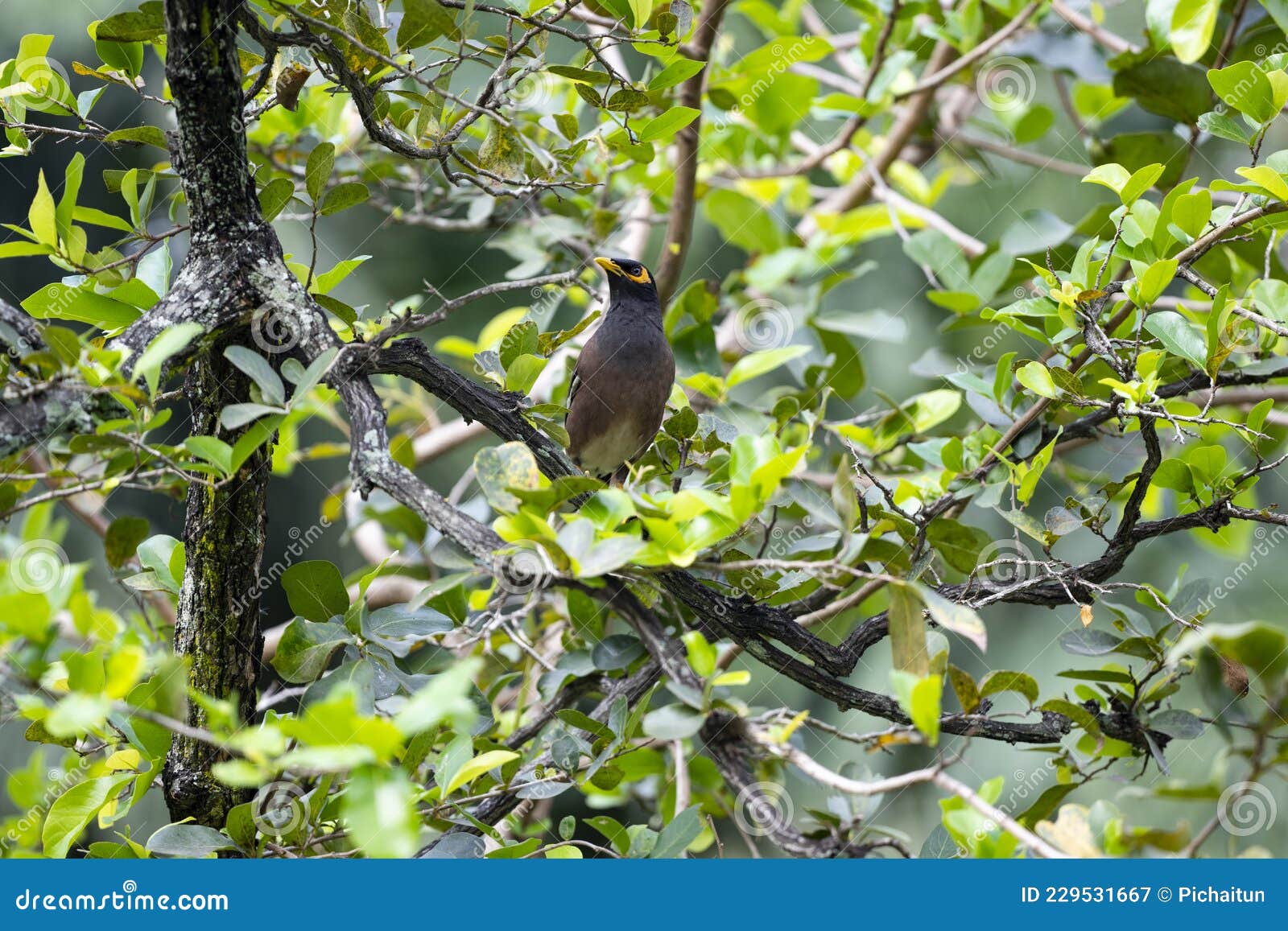 Common Myna on a tree stock image. Image of trunk, common - 229531667