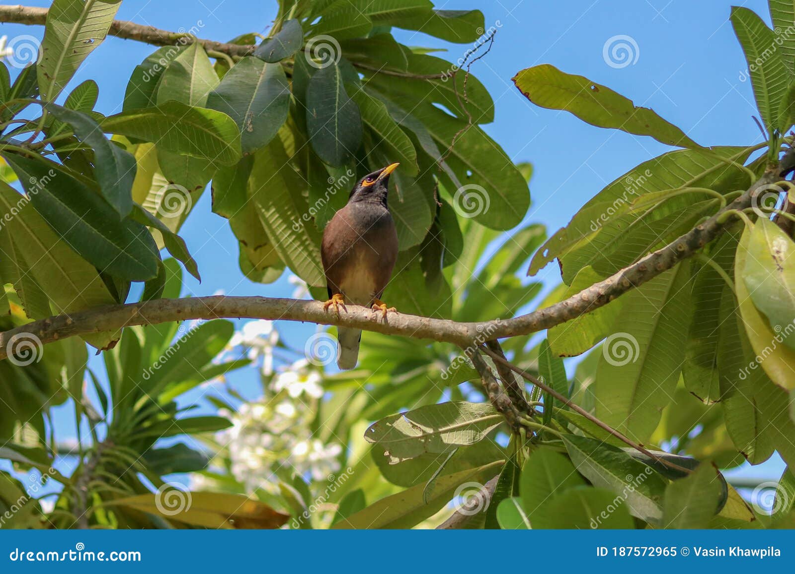Common Myna tree blue sky stock image. Image of bird - 187572965
