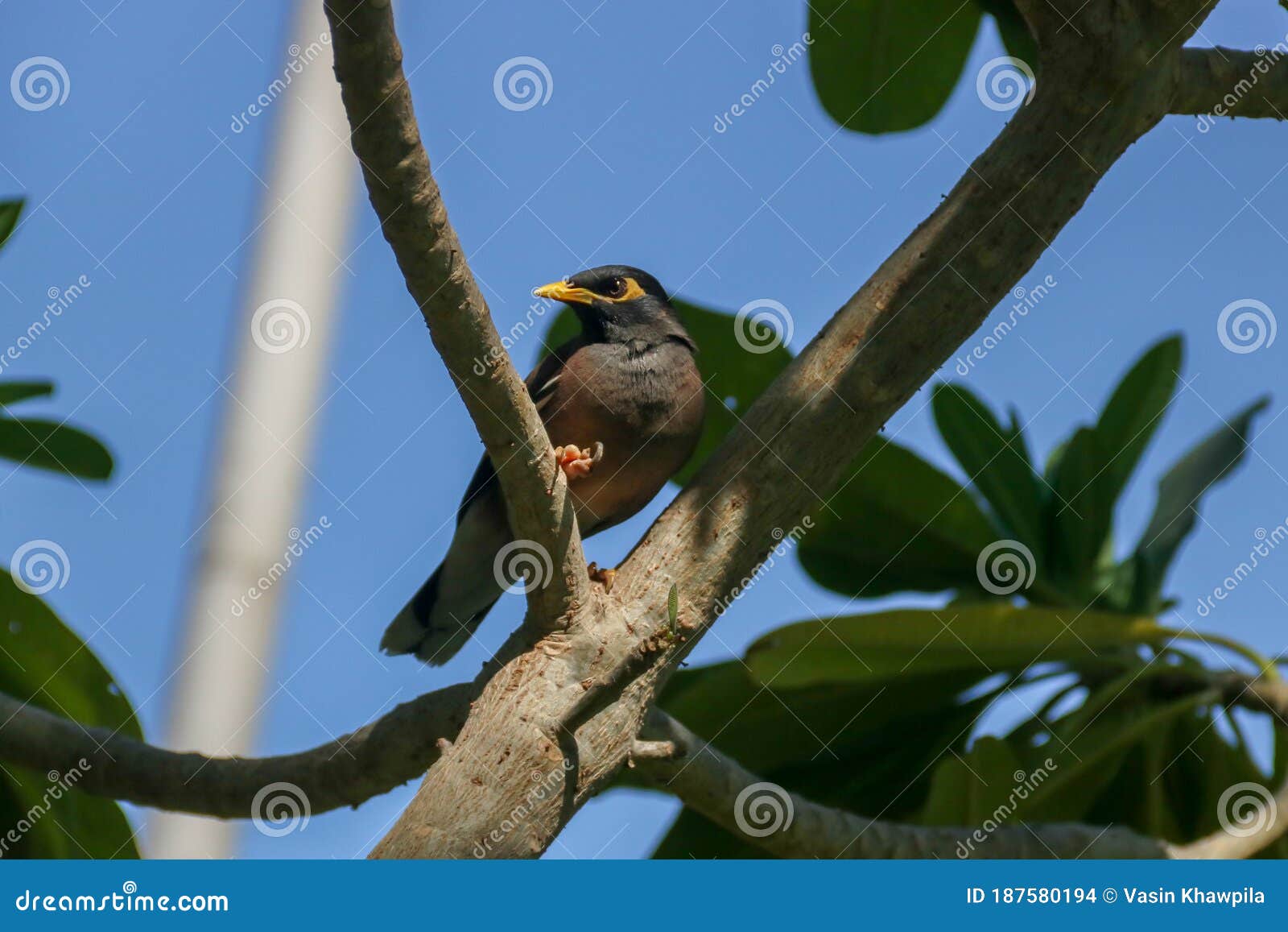 Common Myna tree blue sky stock photo. Image of beak - 187580194