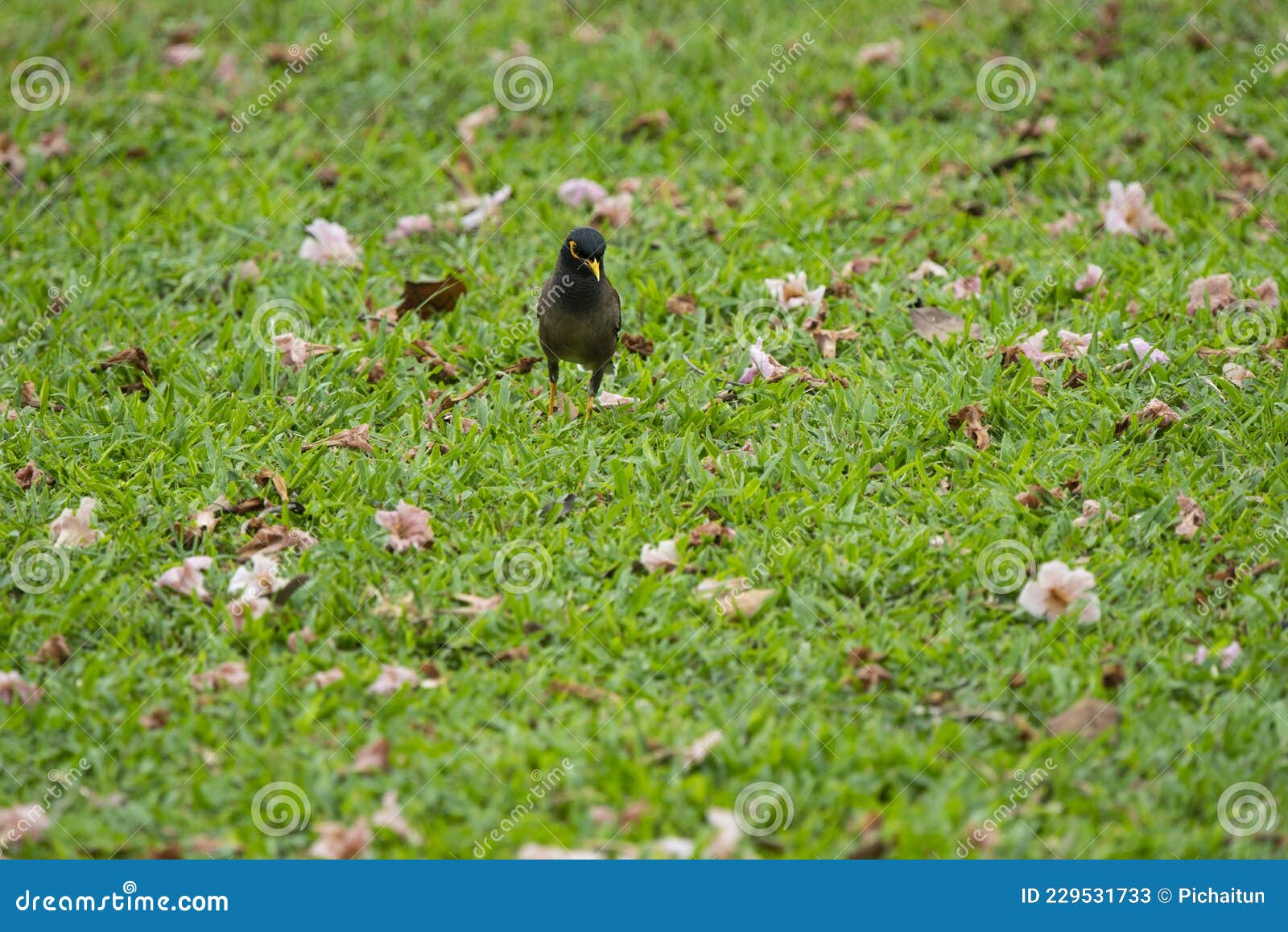 Common Myna stock image. Image of aggressive, animal - 229531733