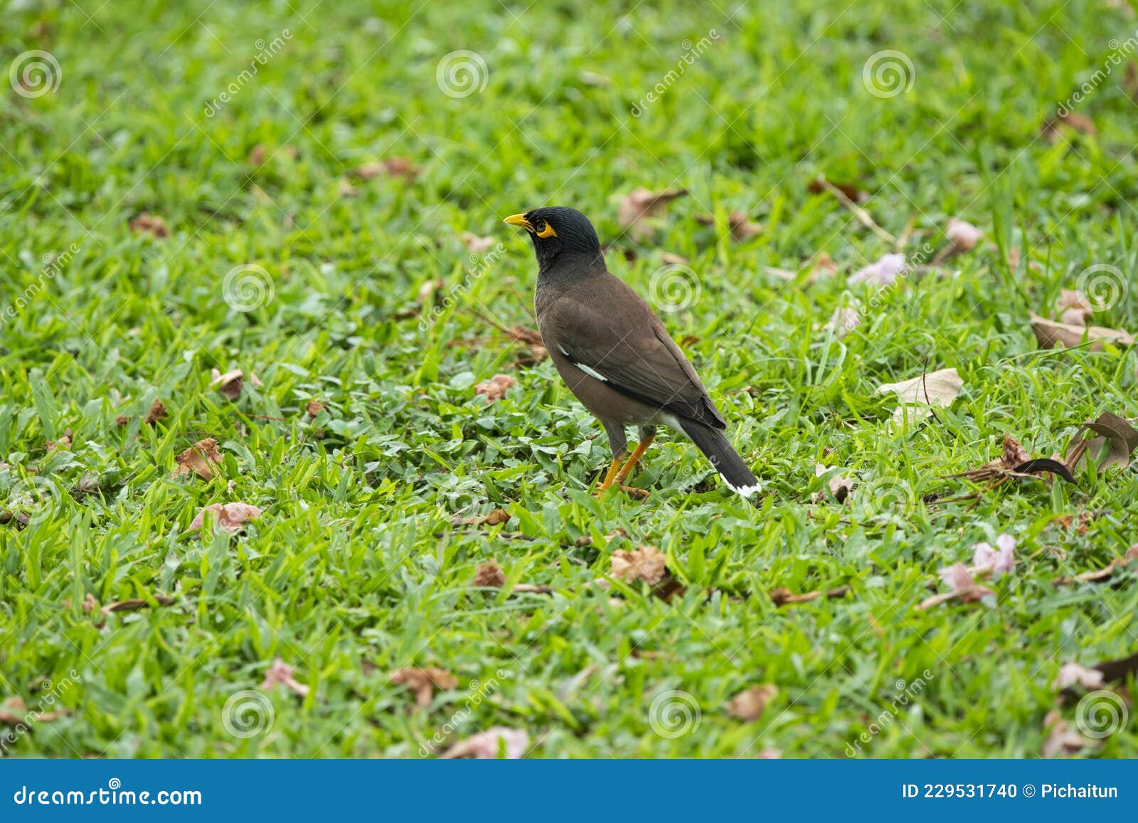 Common Myna stock photo. Image of yellow, black, brown - 229531740