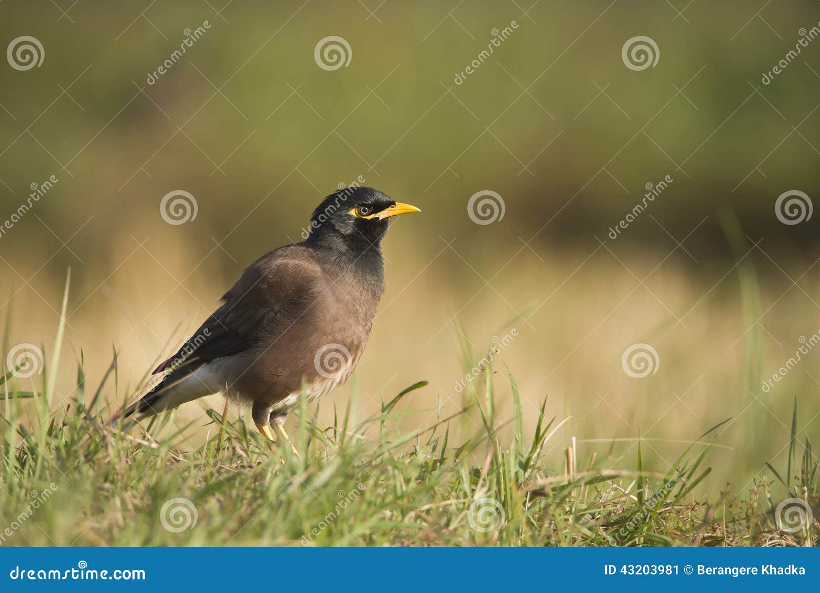 Common mynah bird in Nepal stock image. Image of view - 43203981