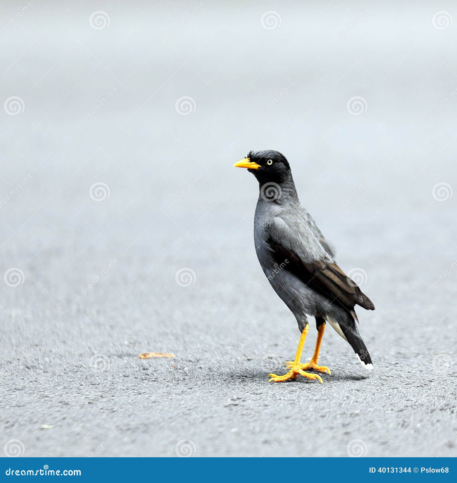 The Common Mynah stock photo. Image of ordinary, freedom - 40131344