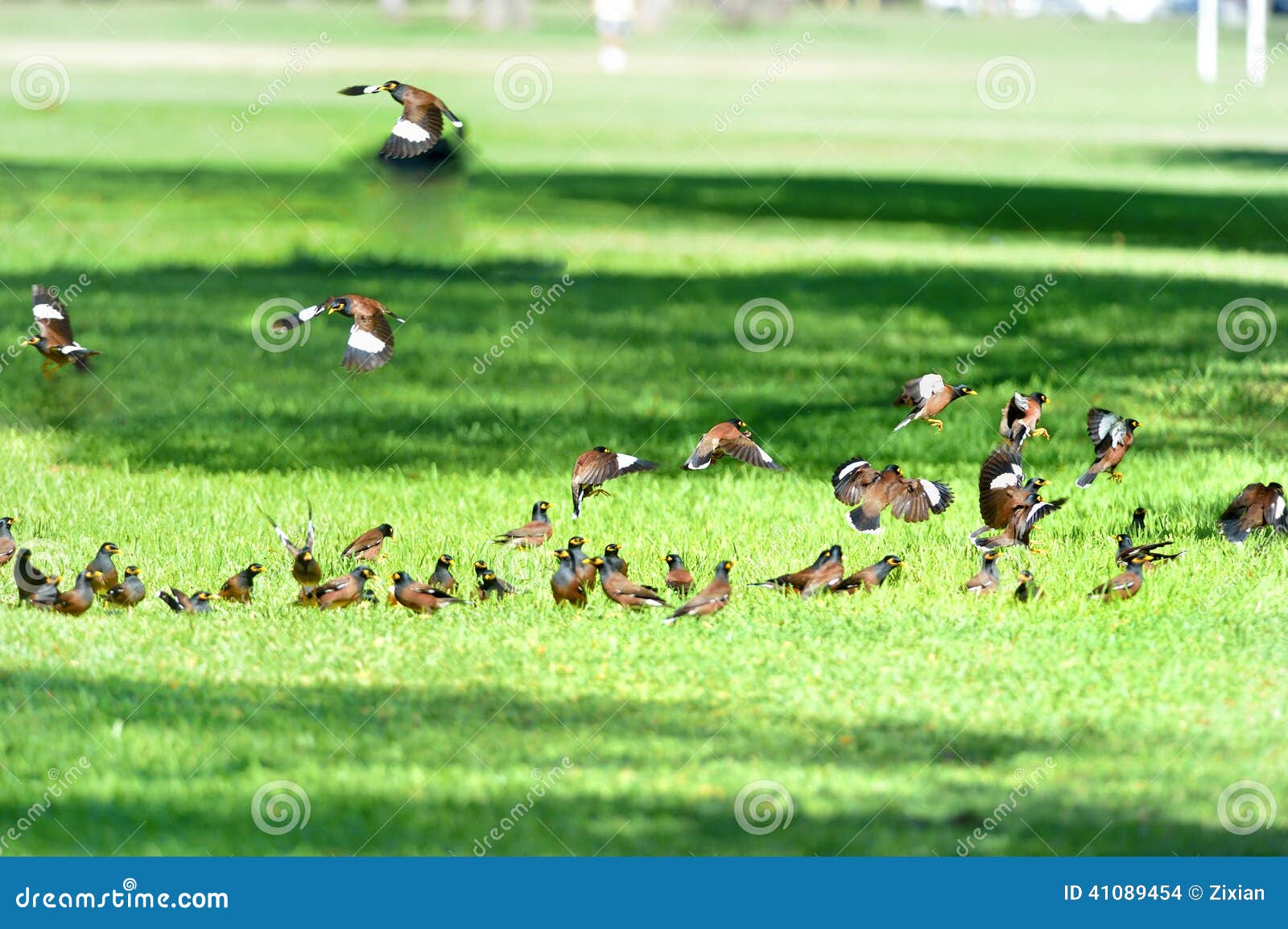 Common mynas stock photo. Image of green, species, grass - 41089454