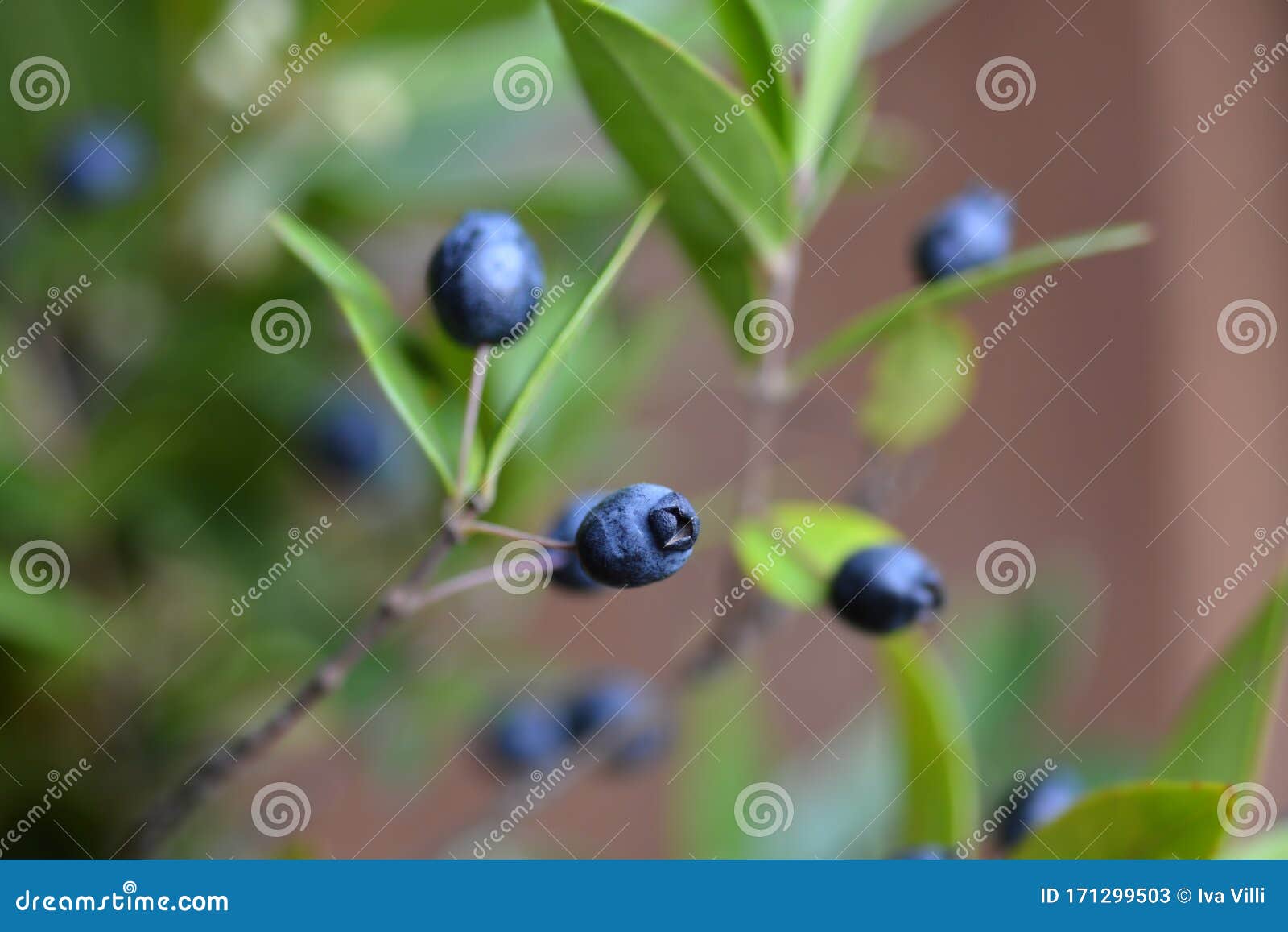 Common myrtle stock image. Image of plant, true, berry - 171299503