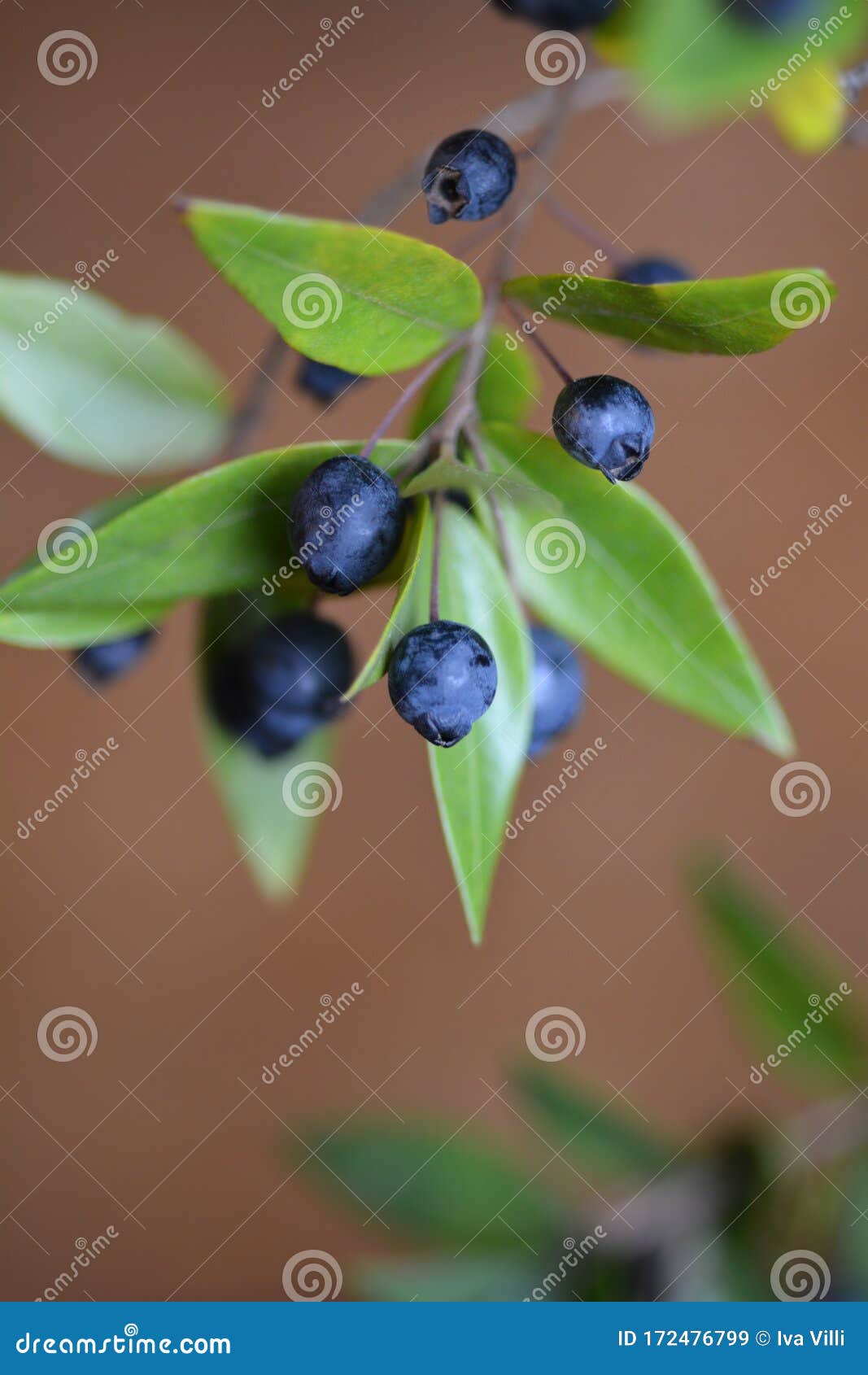Common myrtle stock image. Image of nature, leaf, common - 172476799