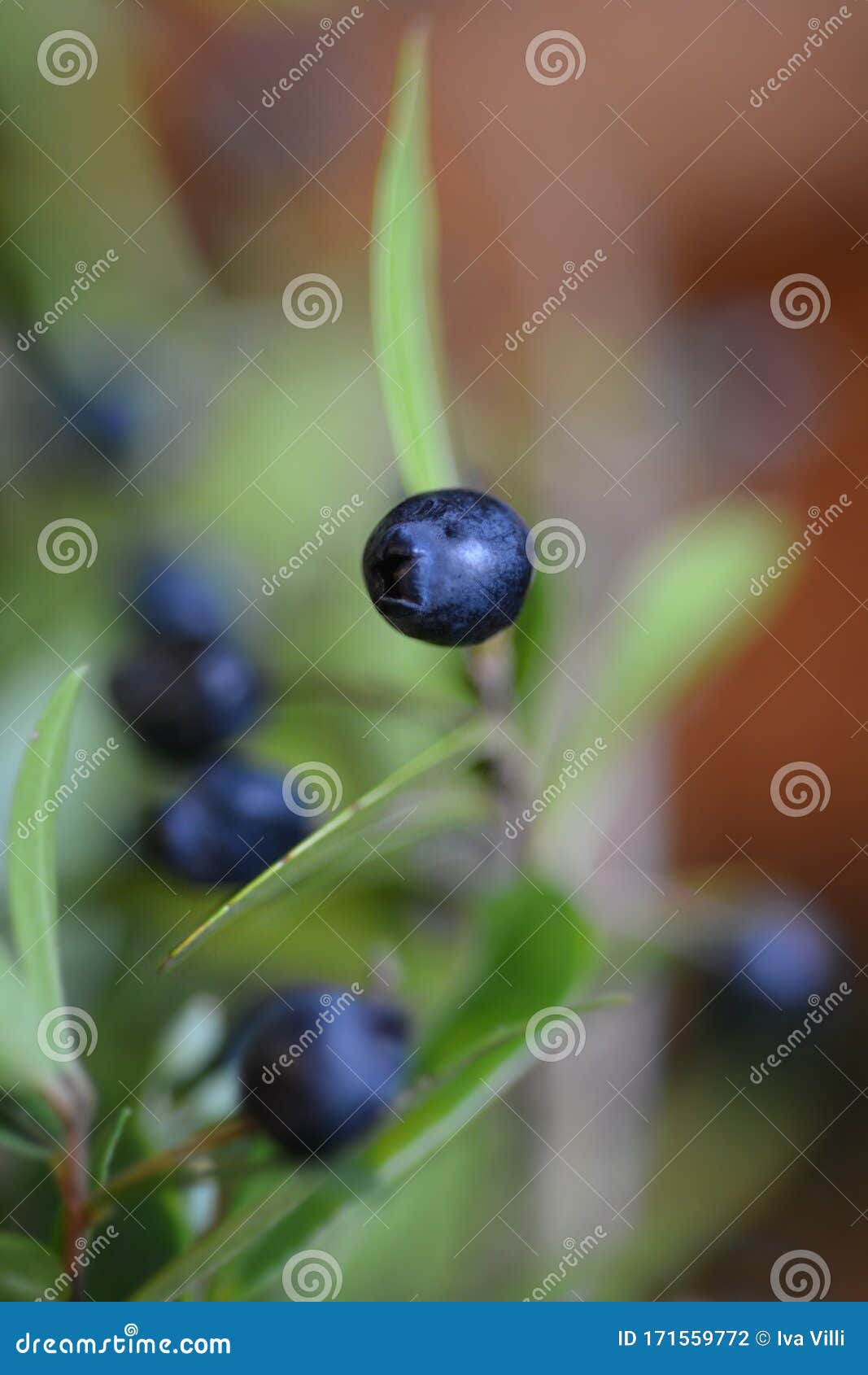 Common myrtle stock photo. Image of myrtle, close, berry - 171559772