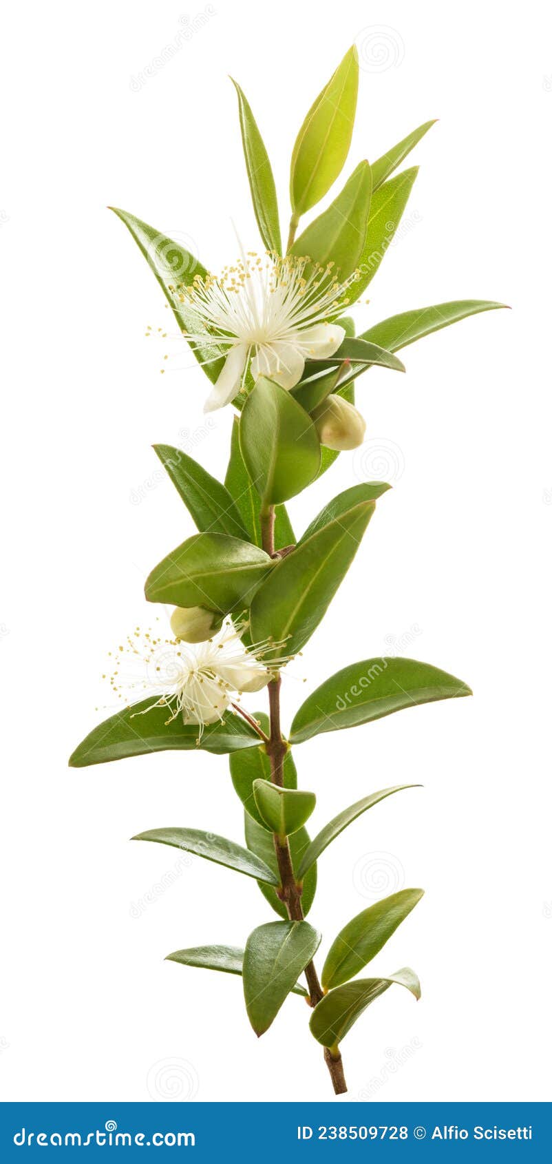 Common Myrtle Scented Berries Ready To Make Mirto Liqueur Royalty-Free ...