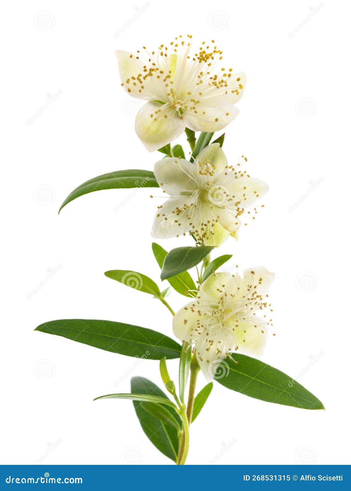 Common Myrtle Branch with Flowers Stock Image - Image of wedding ...