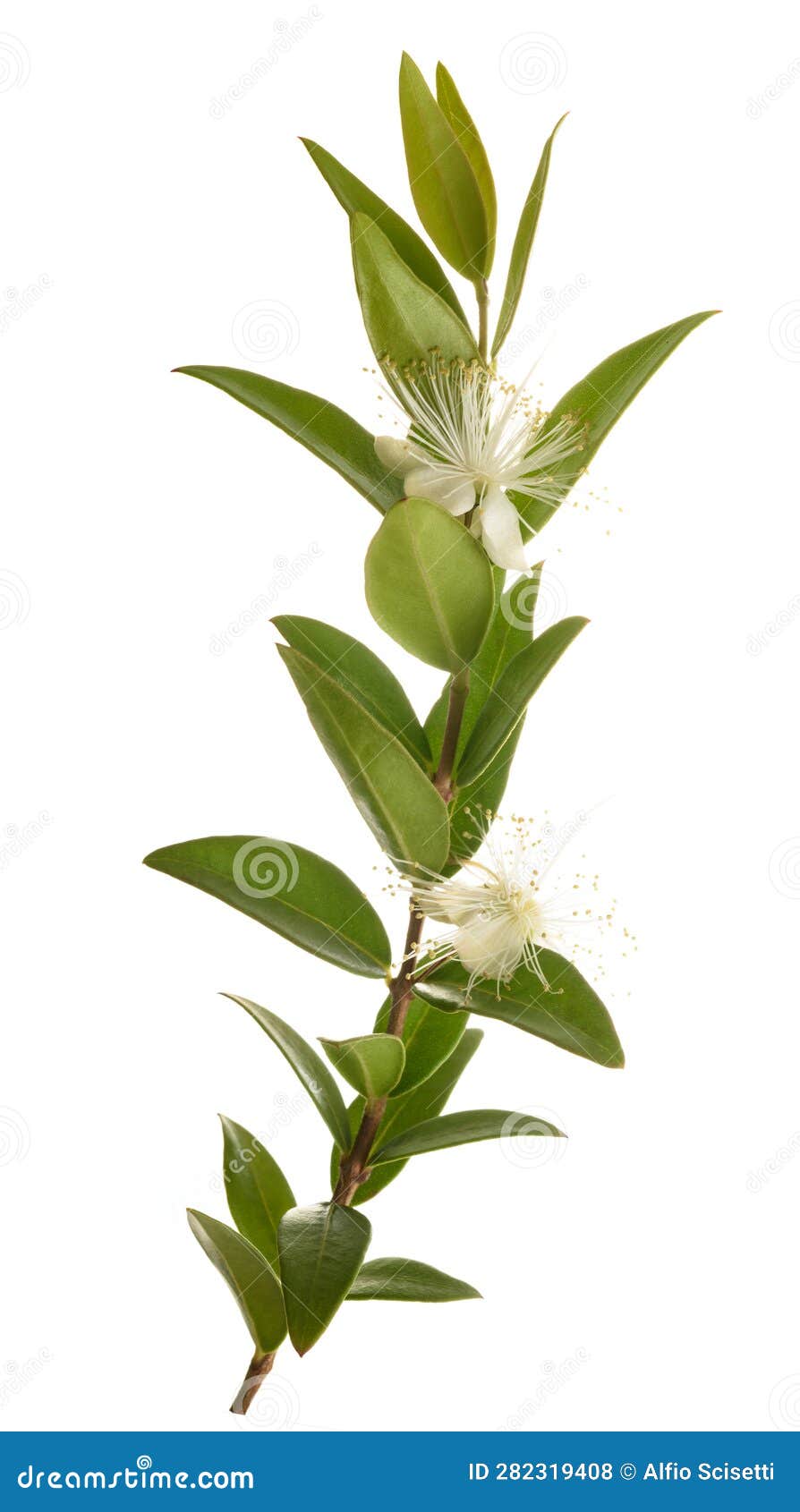 Common Myrtle Branch with Flowers Stock Photo - Image of white, myrthen ...