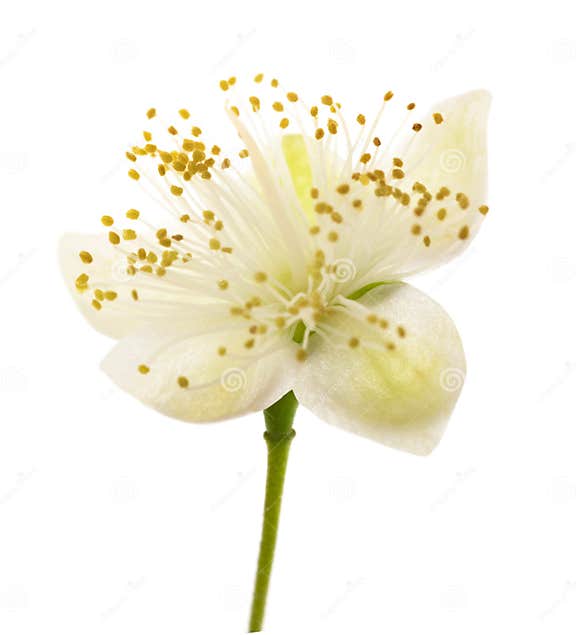 Common myrtle flower stock photo. Image of myrtles, mirto - 239122602