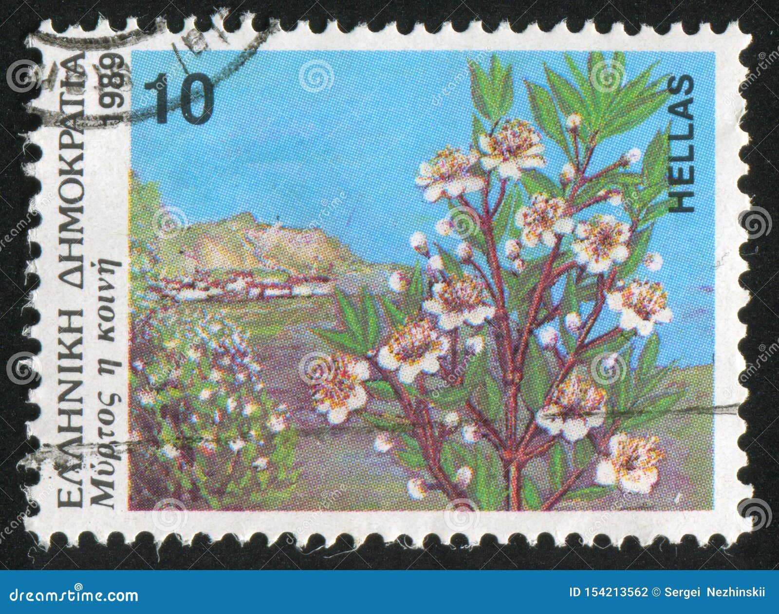 Common myrtle editorial photography. Image of nectar - 154213562