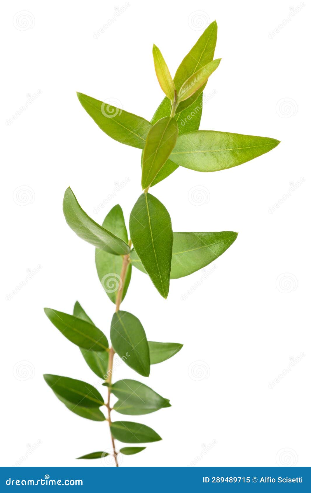 Common myrtle sprig stock image. Image of mirto, stem - 289489715
