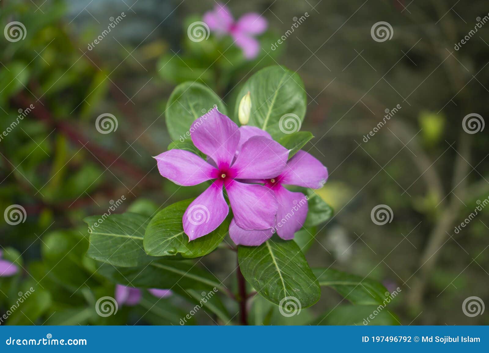 A Common Name Vinca and a Pink Periwinkle Flower Multicolor Stock Photo ...