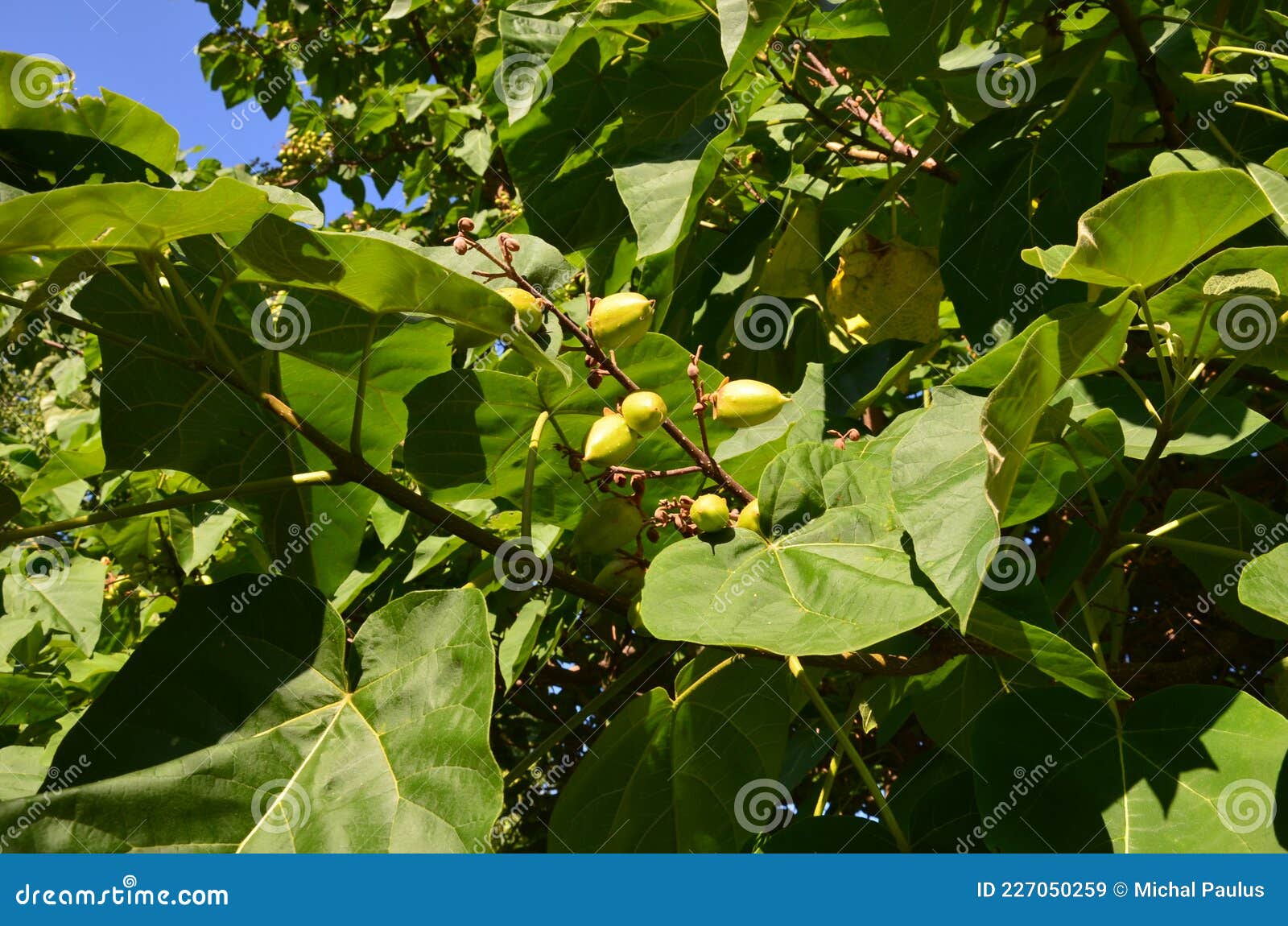 Common Names Princess Tree, Empress Tree, or Foxglove-tree, is a ...