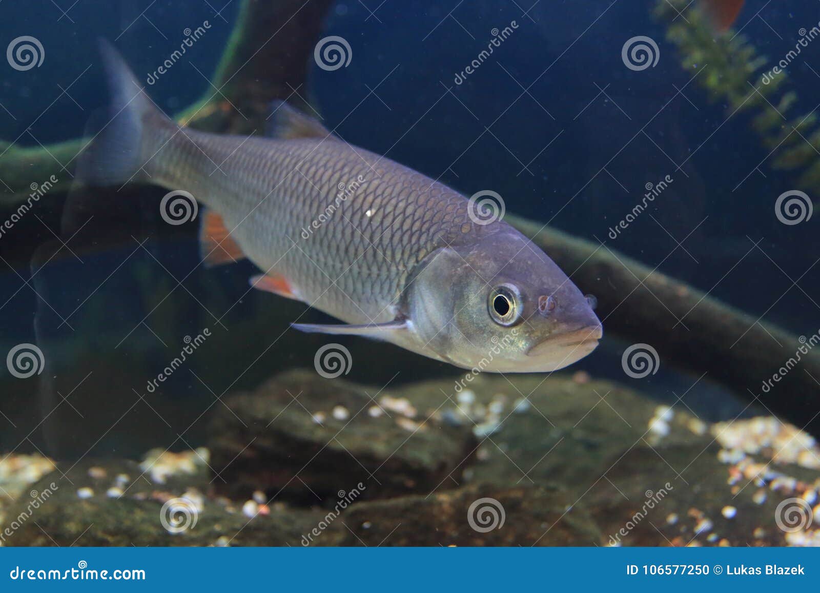 Common nase stock photo. Image of nasus, cyprinid, common - 106577250