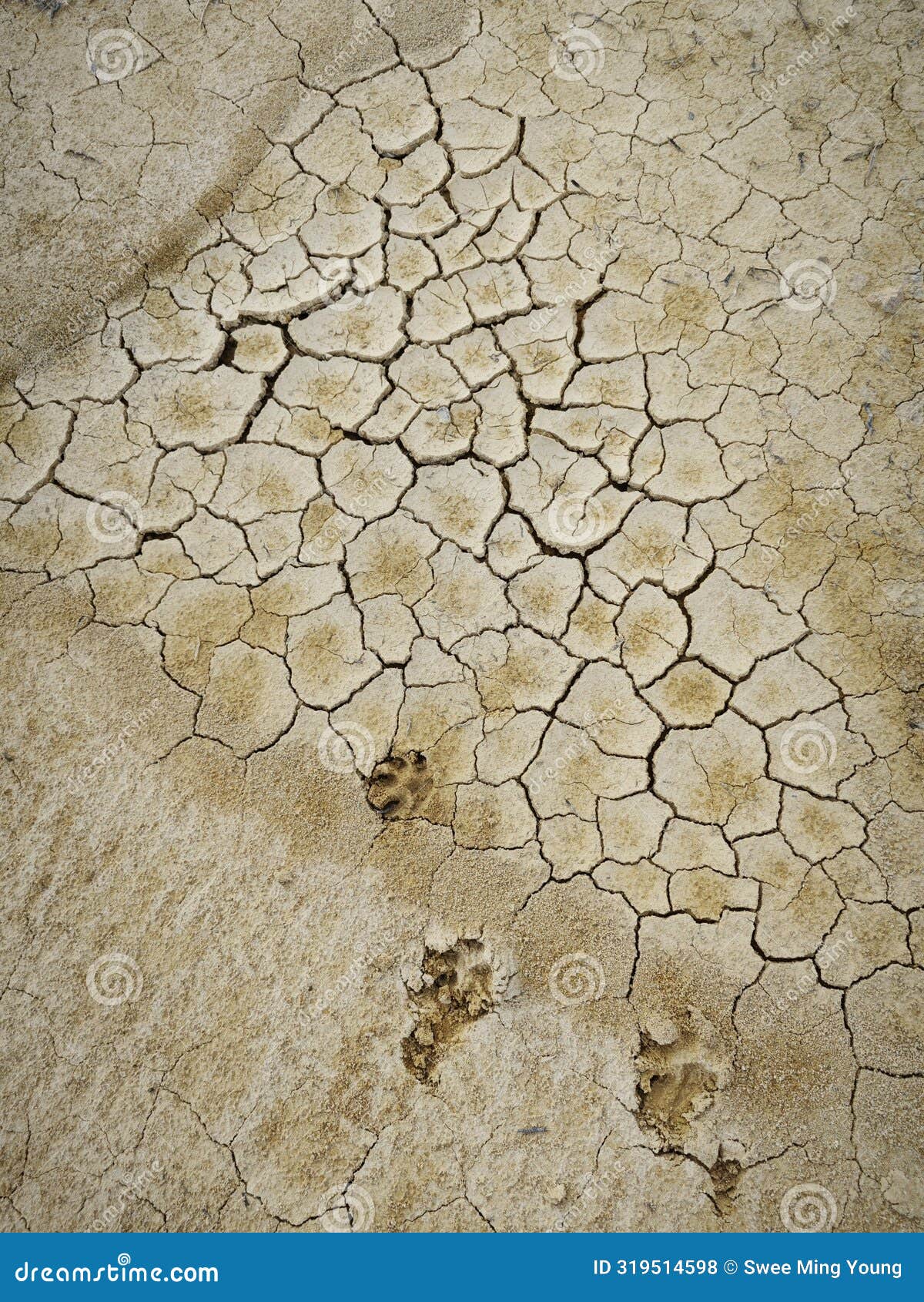 Common Natural Phenomenon on the Earth Surface Cracking. Stock Photo ...