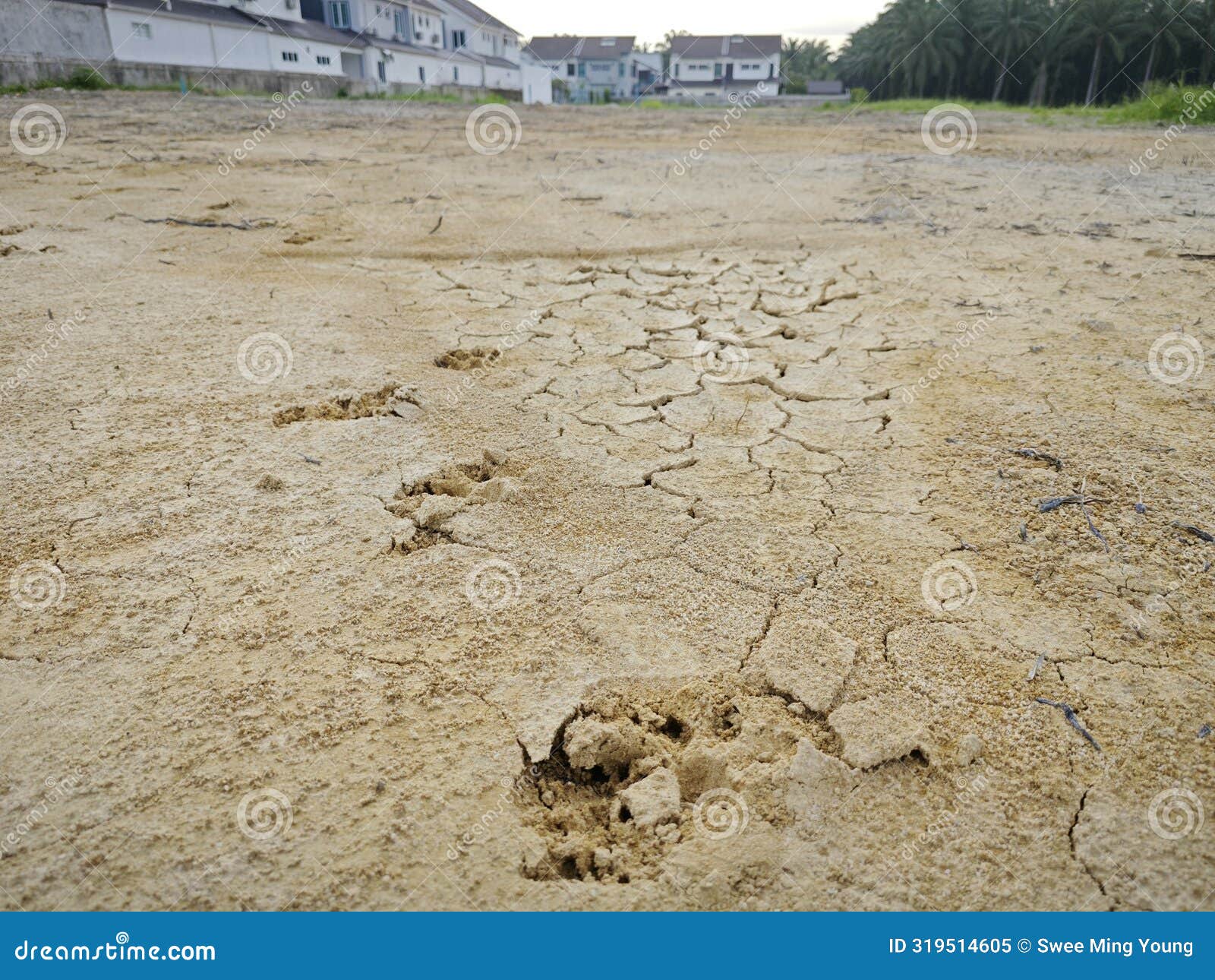 Common Natural Phenomenon on the Earth Surface Cracking. Stock Image ...