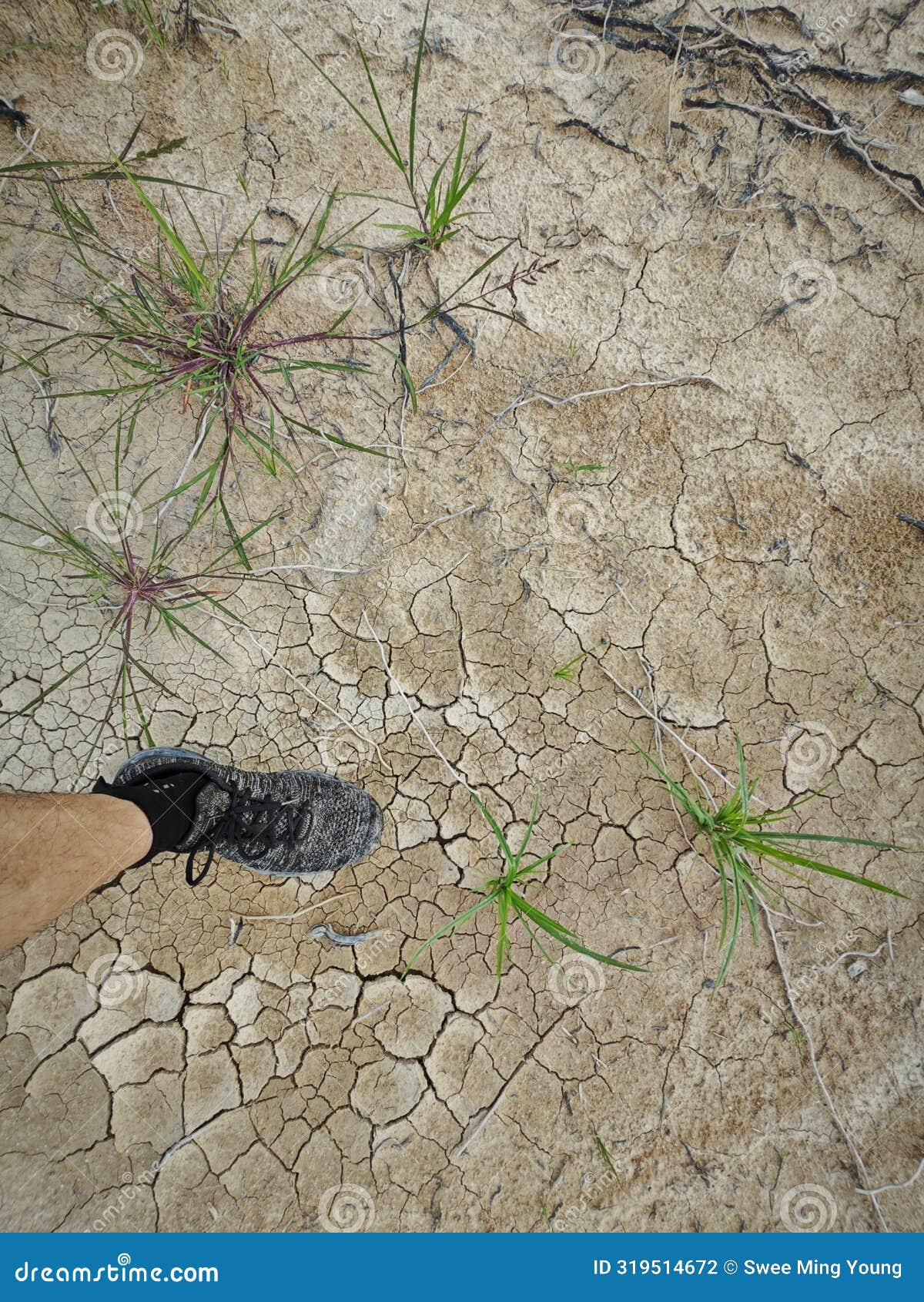 Common Natural Phenomenon on the Earth Surface Cracking. Stock Photo ...