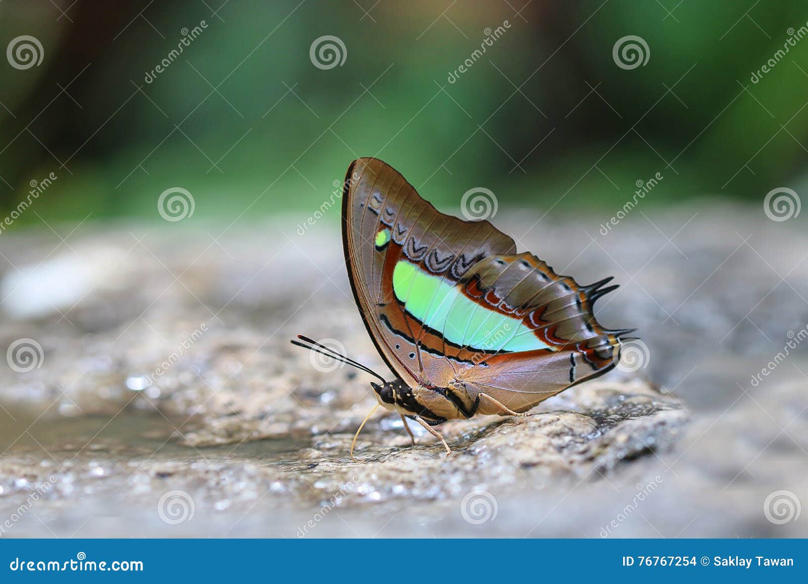 The Common Nawab Polyura Athamas Butterfly Stock Photo - Image of ...
