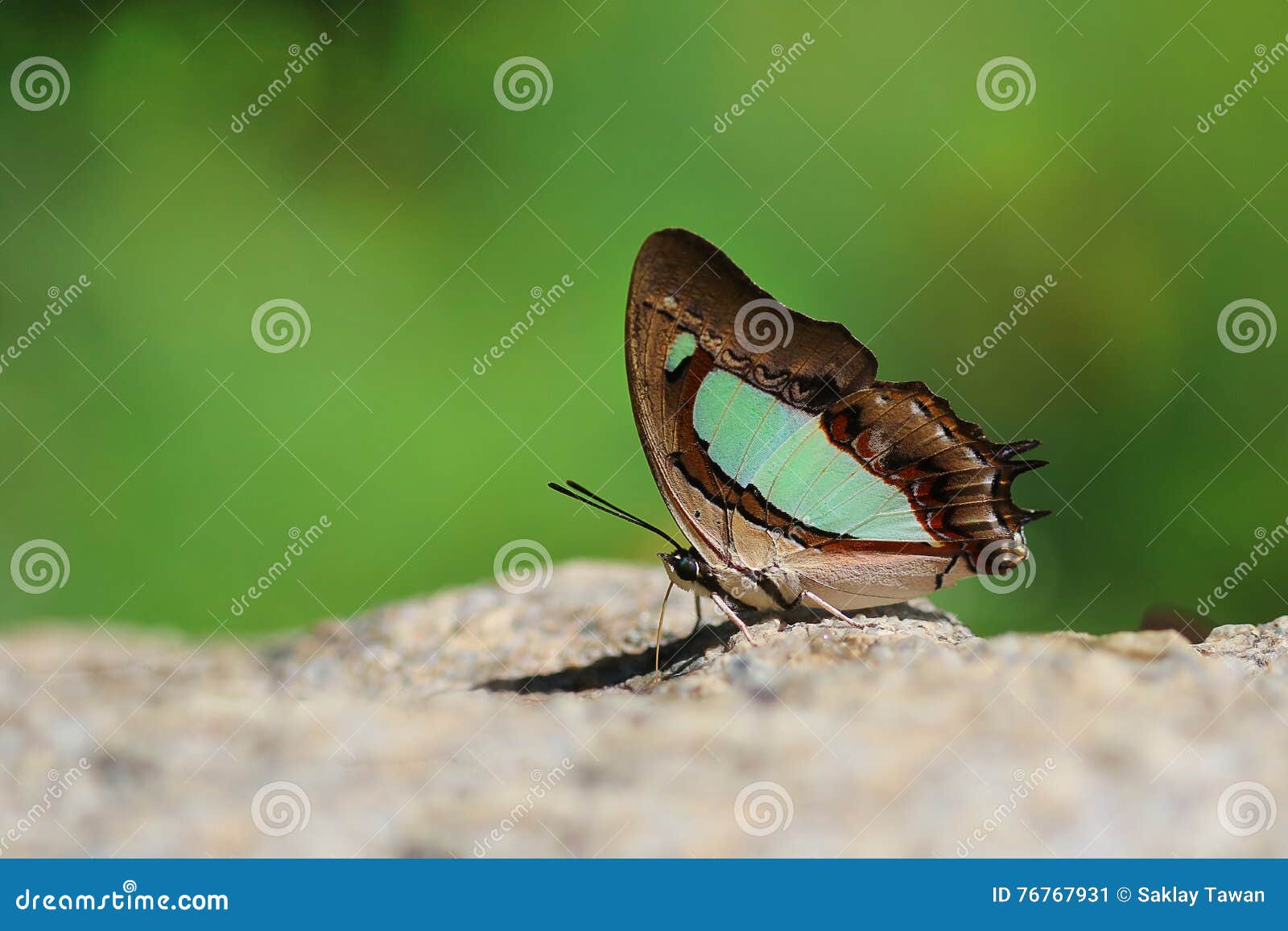The Common Nawab Polyura Athamas Butterfly Stock Image - Image of ...