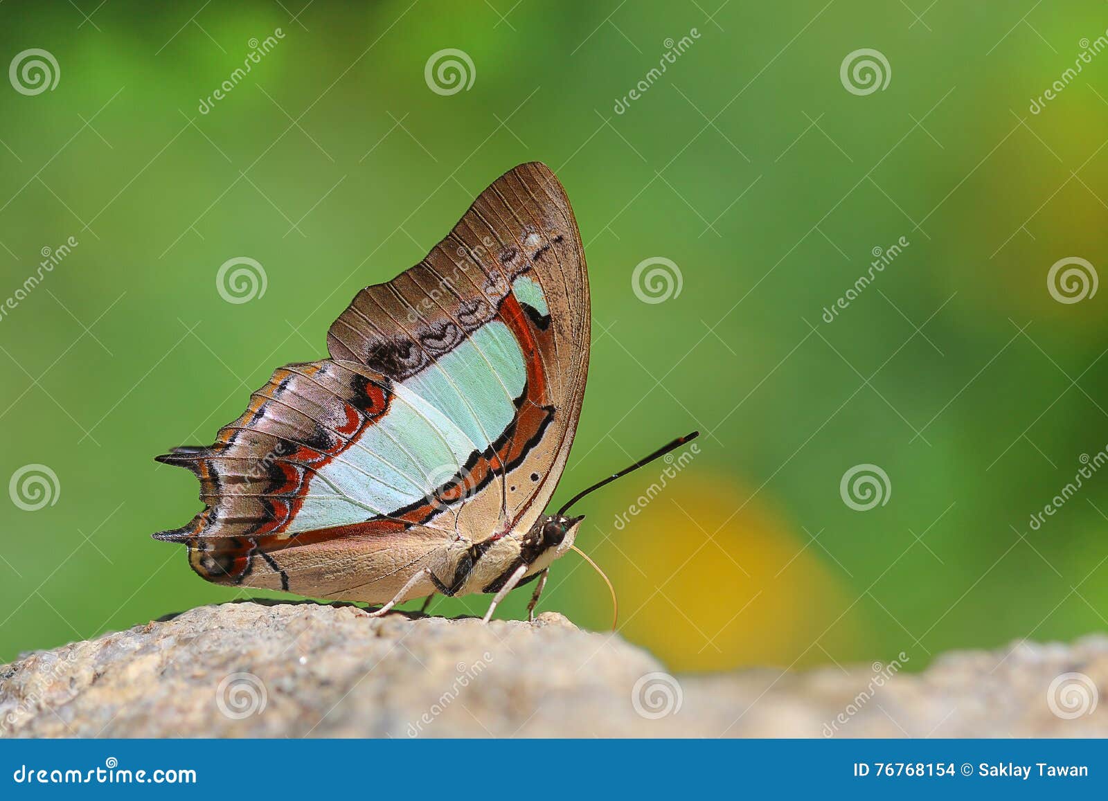The Common Nawab Polyura Athamas Butterfly Stock Photo - Image of close ...