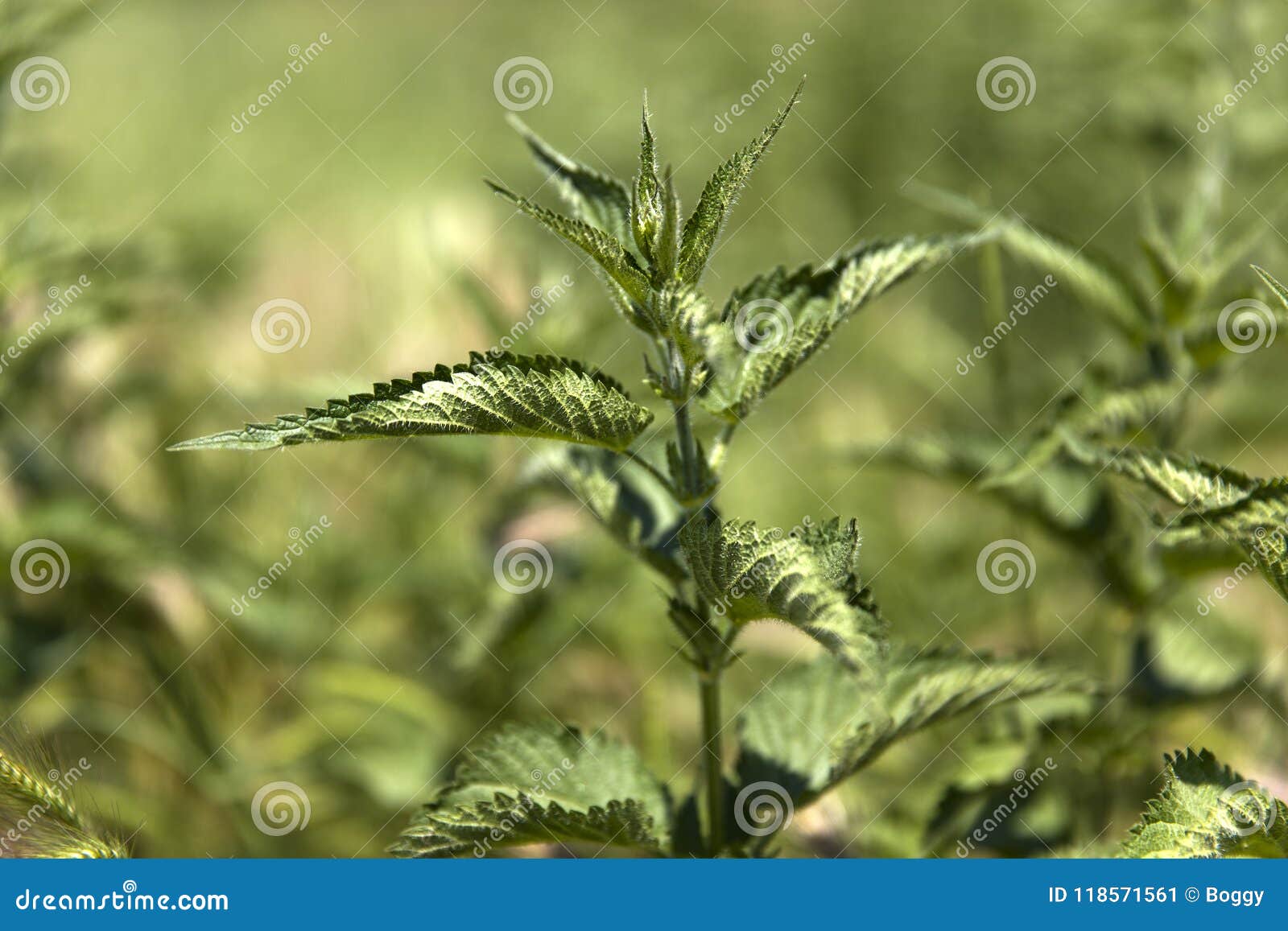 Common nettle in the field stock image. Image of garden - 118571561