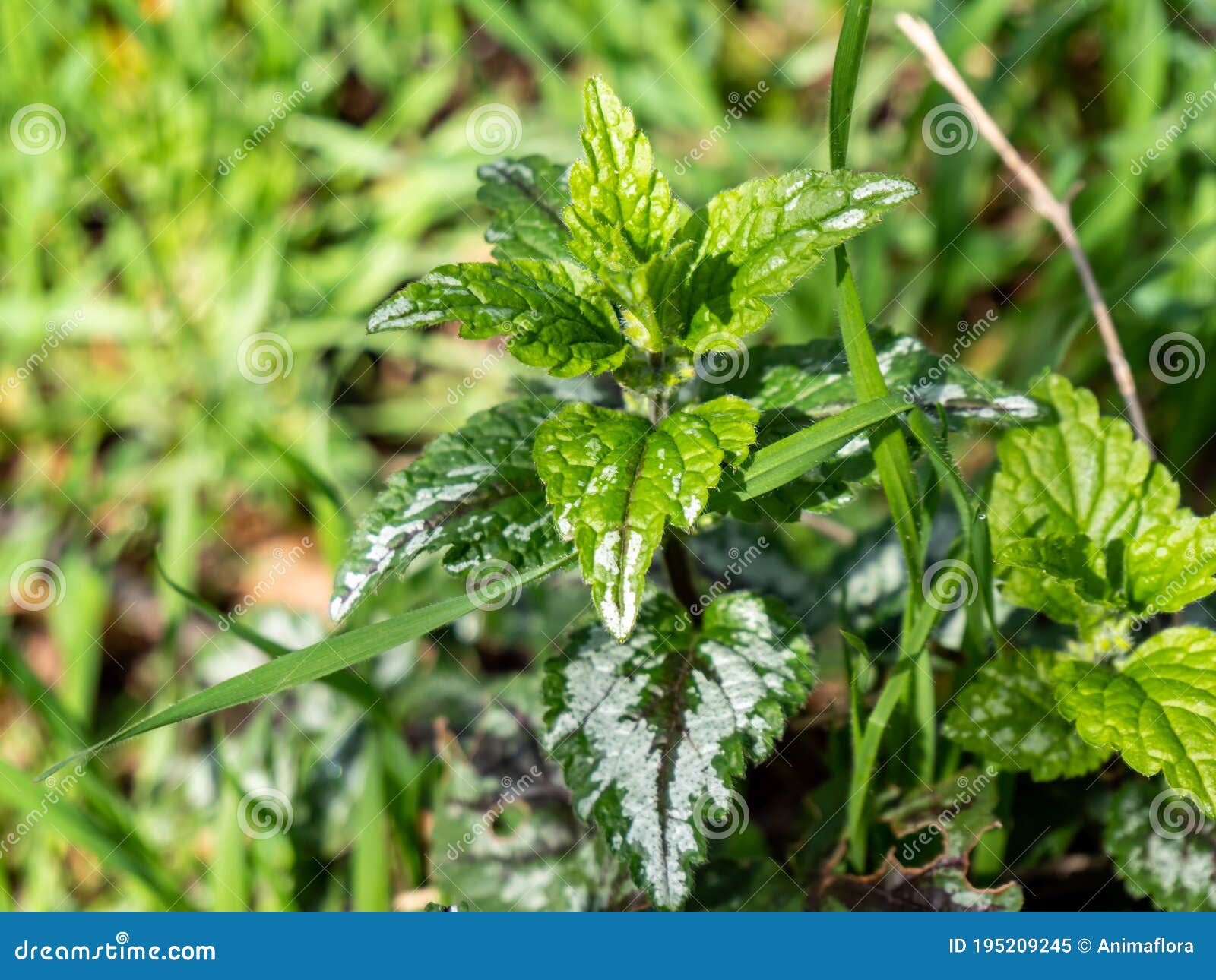 Common Nettle Plant in Spring Stock Image - Image of allotment, flower ...