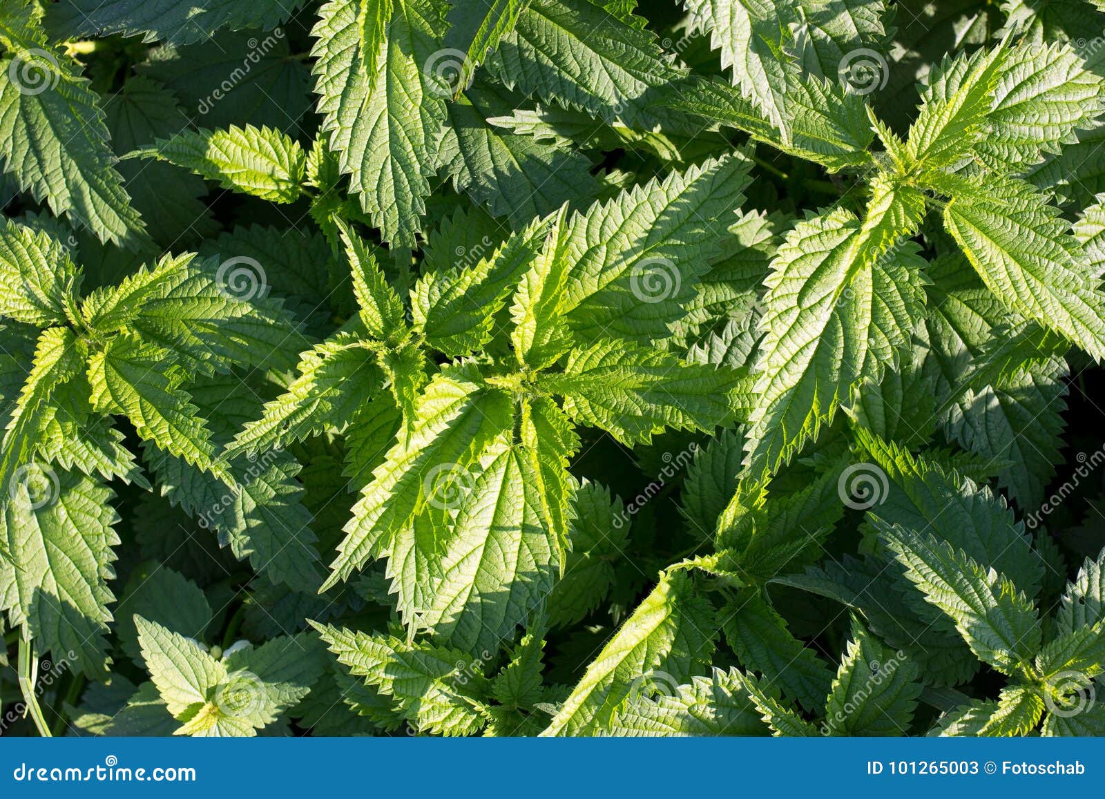 Common nettle plants stock image. Image of common, natural - 101265003