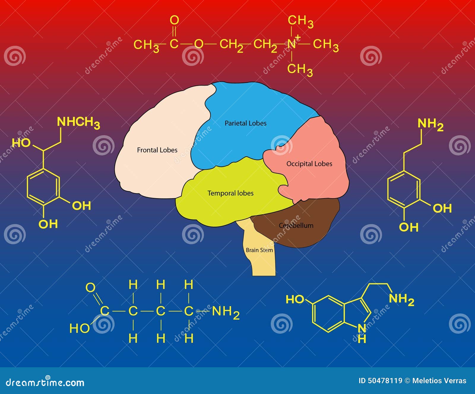 Common neurotrasmitters stock illustration. Illustration of neuron ...