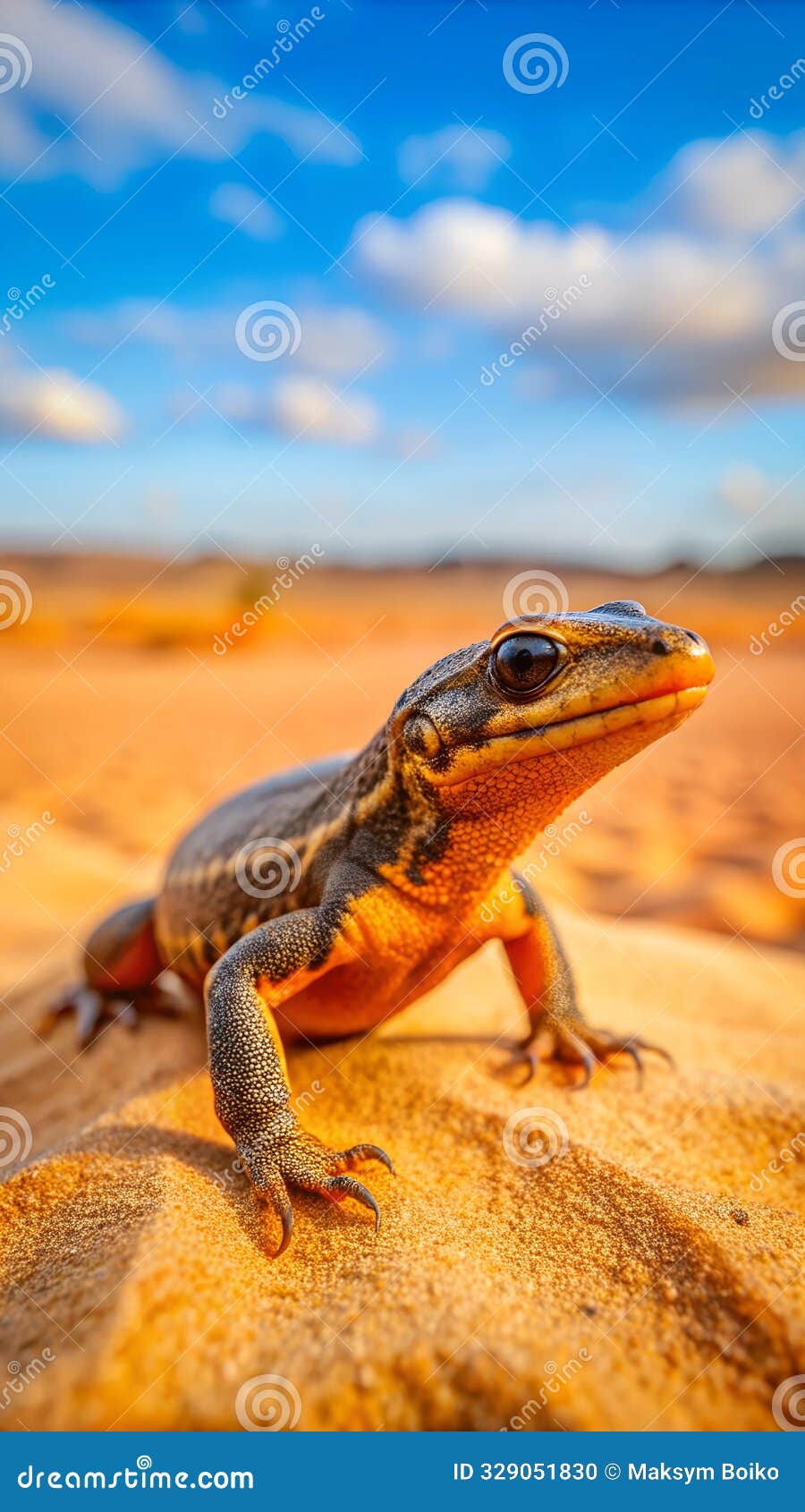 Common Newt Lizzard Sits Desert Stock Illustration - Illustration of ...
