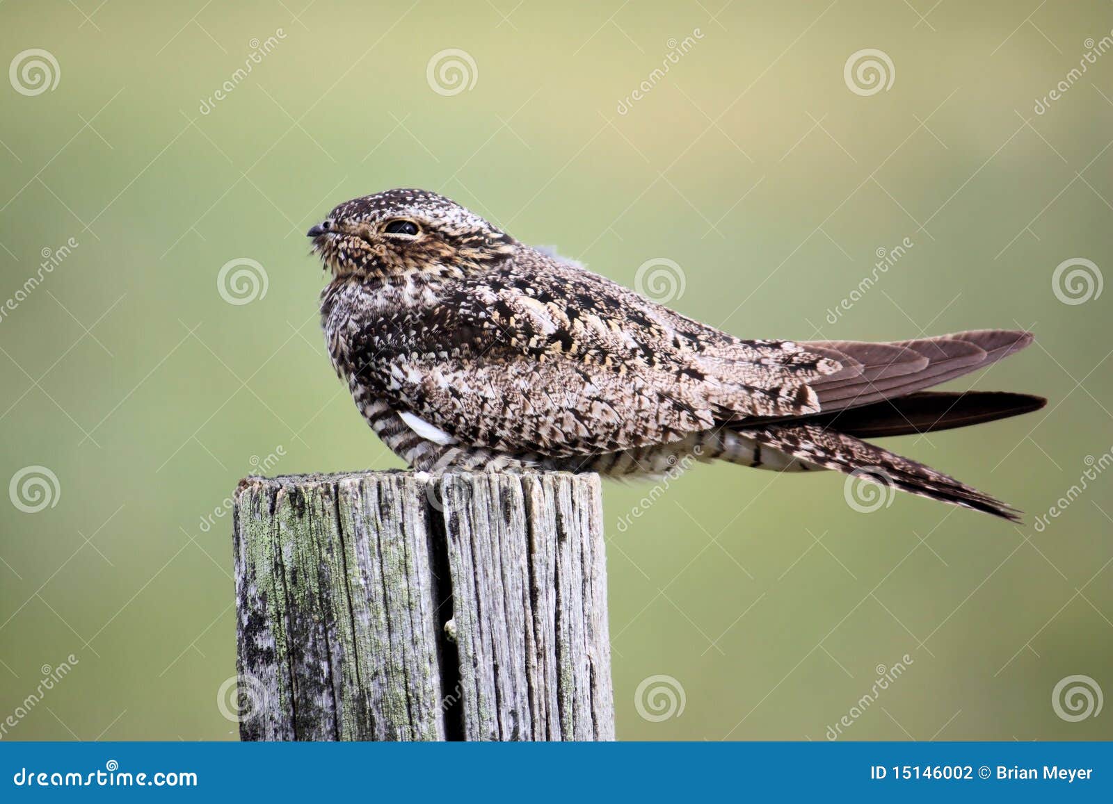 Common Nighthawk stock photo. Image of blur, nature, pretty - 15146002