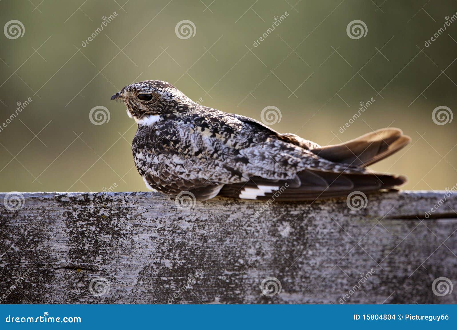 Common Nighthawk stock photo. Image of protected, wildlife - 15804804