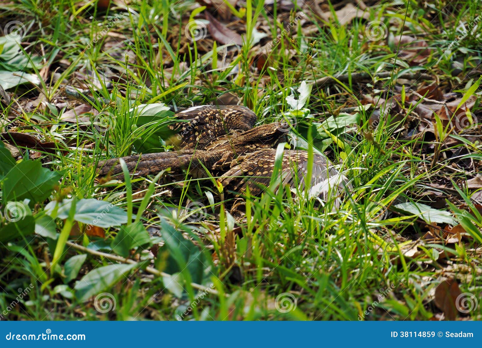 Common Nighthawk Bird Hidden on the Ground Stock Image - Image of fauna ...