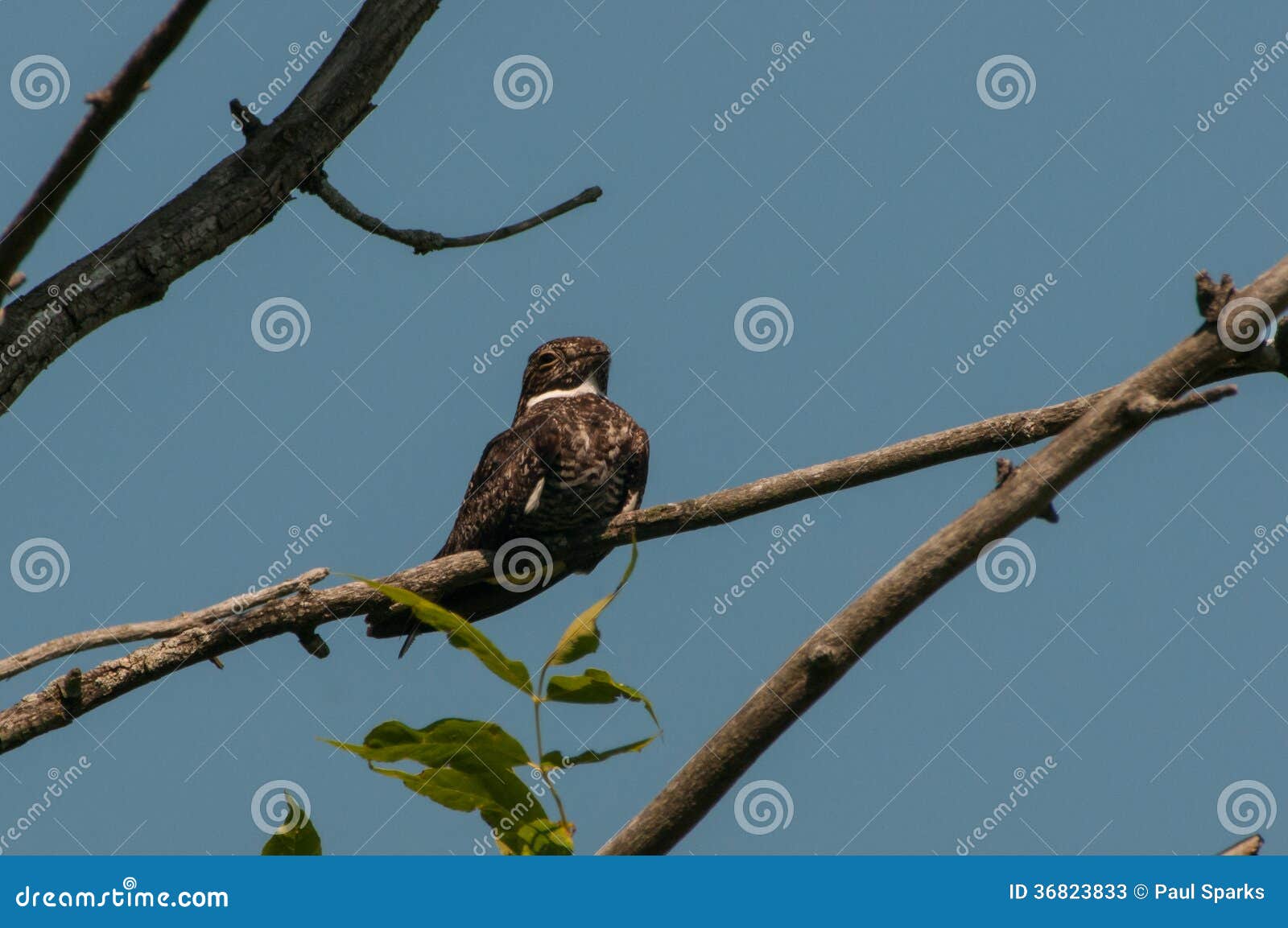 Common Nighthawk stock image. Image of wings, nighthawk - 36823833