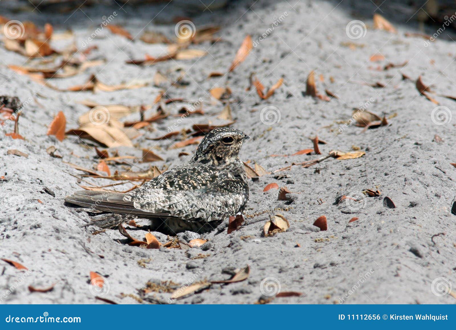 Common Nighthawk Chordeiles Minor Perched On A Wood Fence Post Stock ...