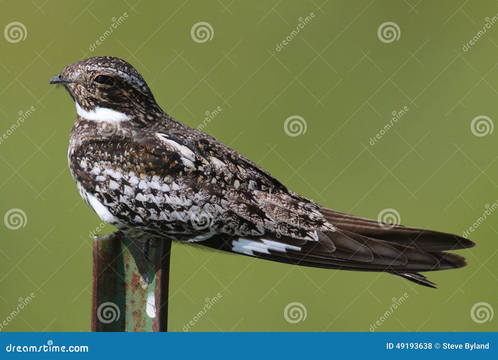 Common Nighthawk Chordeiles Minor Perched On A Wood Fence Post Stock ...