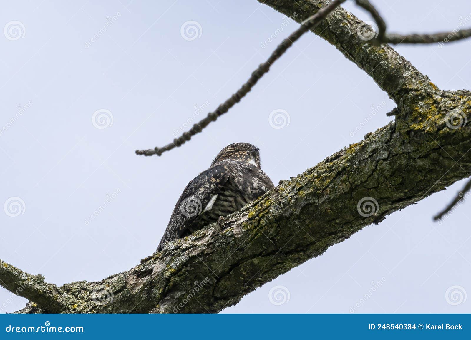 Common Nighthawk Chordeiles Minor Resting on a Branch. Stock Photo ...