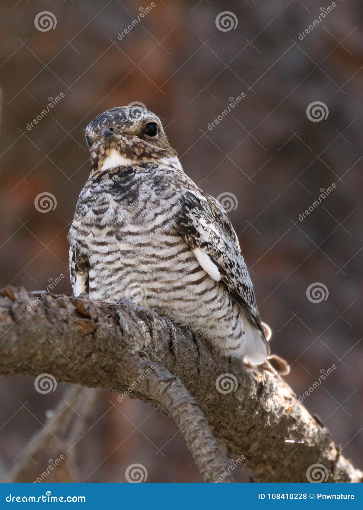 220 Nighthawk Photos - Free & Royalty-Free Stock Photos from Dreamstime