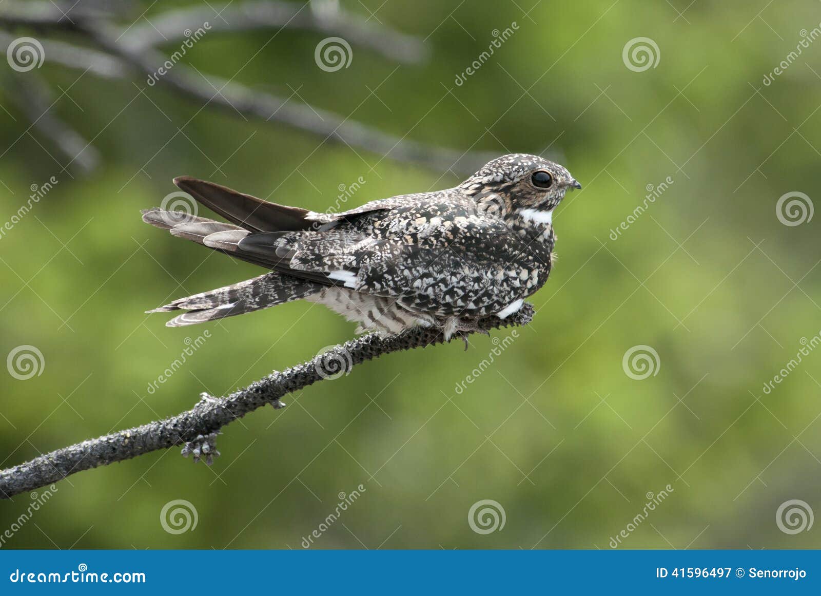 Common Nighthawk stock image. Image of wide, insect, british - 41596497
