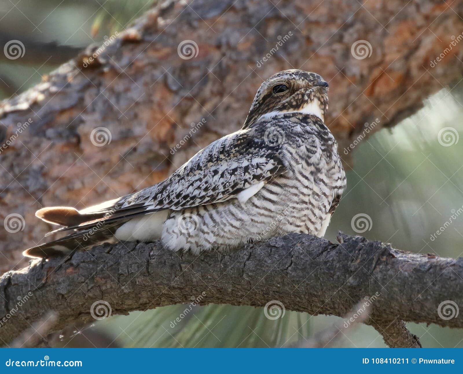 Common Nighthawk Perched on a Branch Stock Image - Image of nighthawk ...