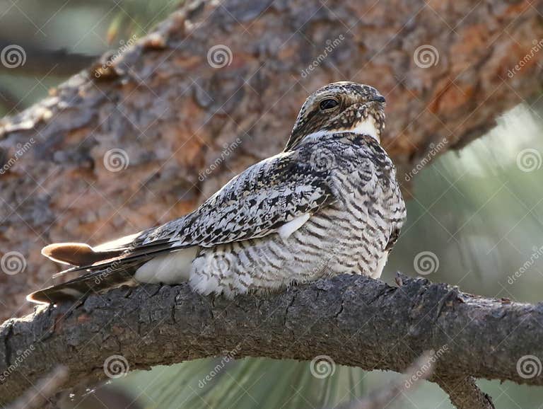 Common Nighthawk Perched on a Branch Stock Image - Image of nighthawk ...